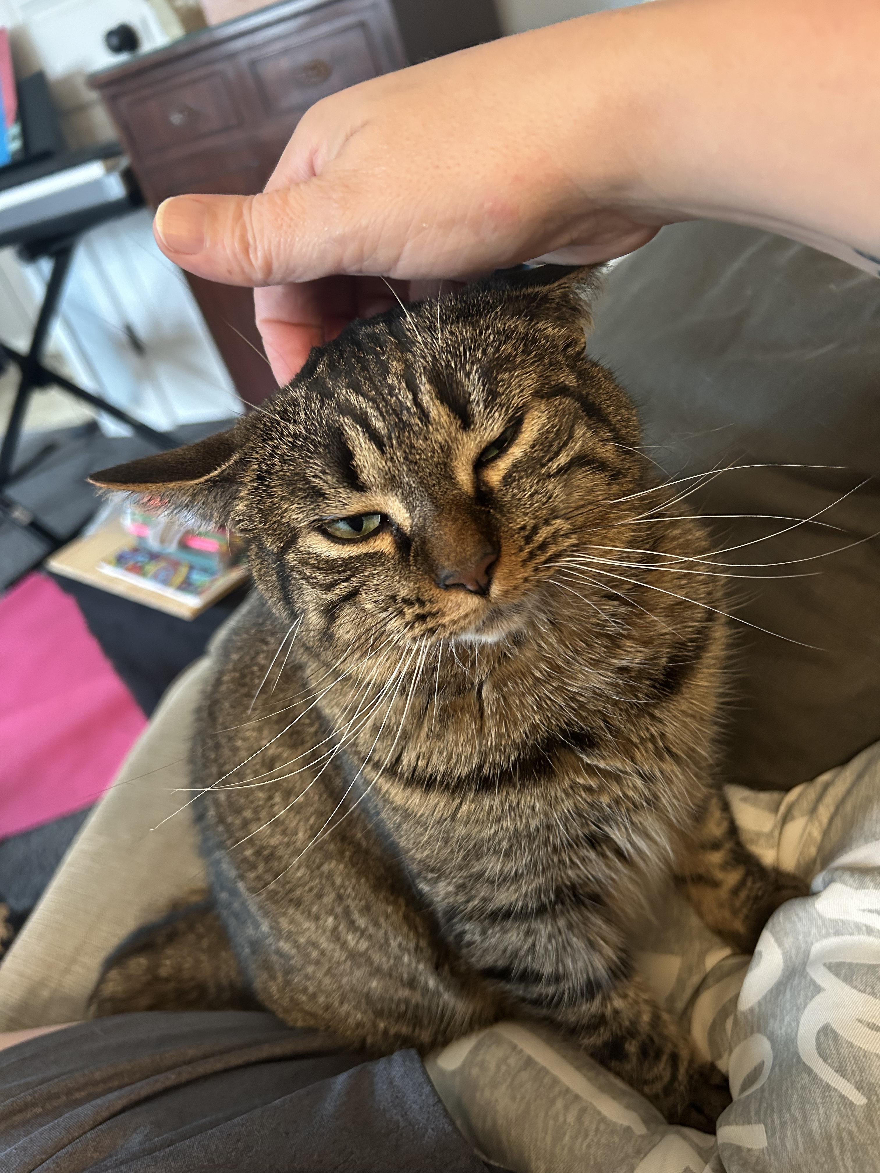 Cat for adoption - Dookie, a Domestic Short Hair in Mayfield, NY ...