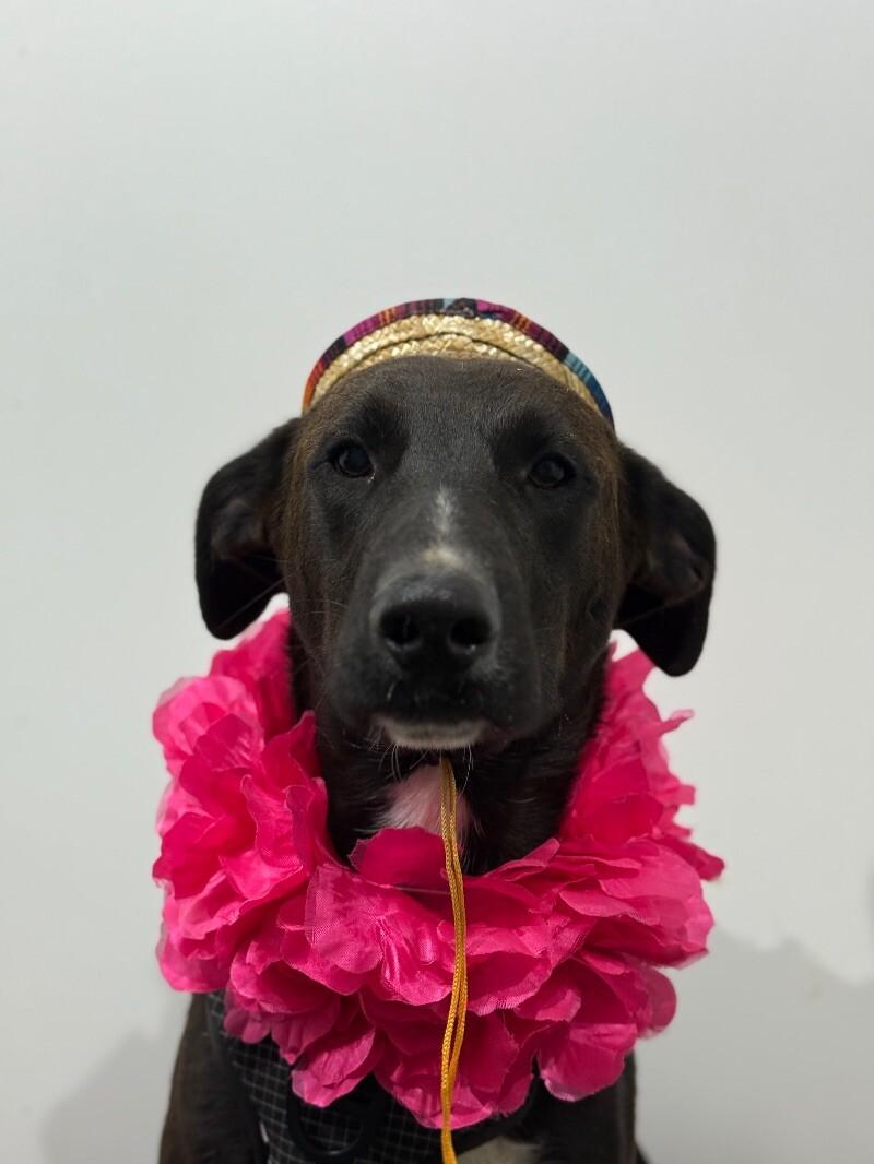 Dog for adoption - Zues, a Black Labrador Retriever & Galgo Spanish ...