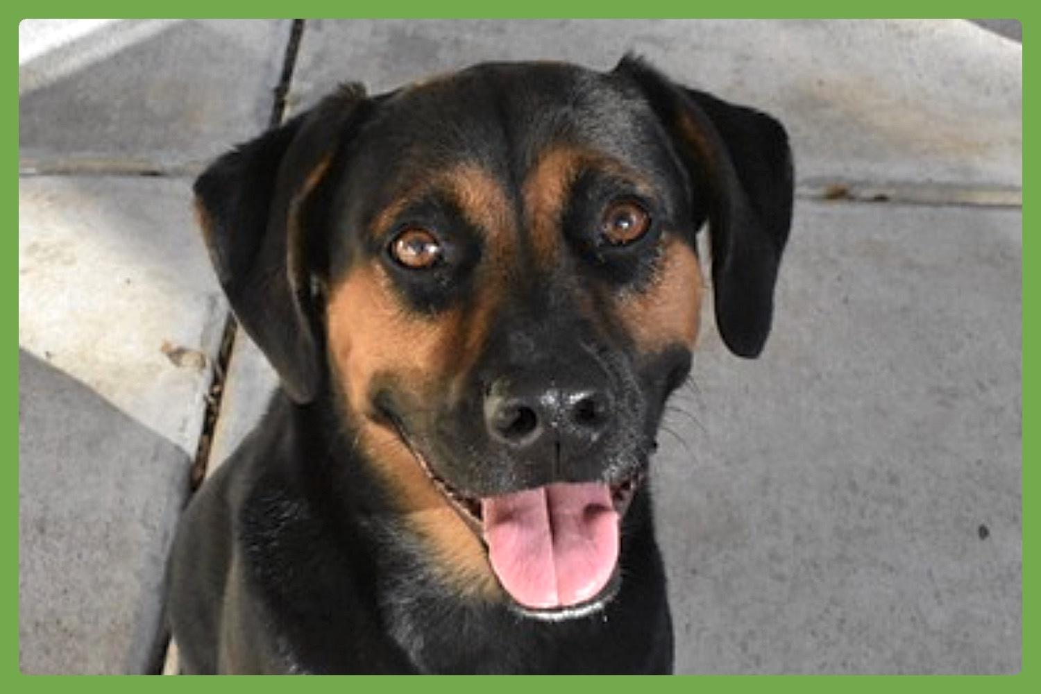 Dog for adoption - Baxter, a Labrador Retriever & Rottweiler Mix in ...