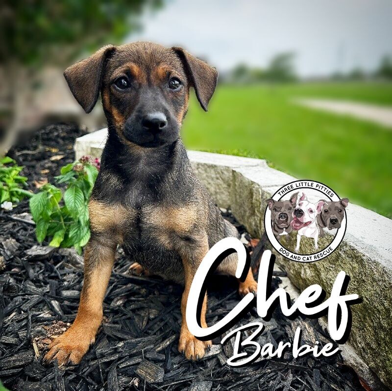 Dog for adoption - Chef Barbie, a Dachshund & Beagle Mix in Delta, BC ...