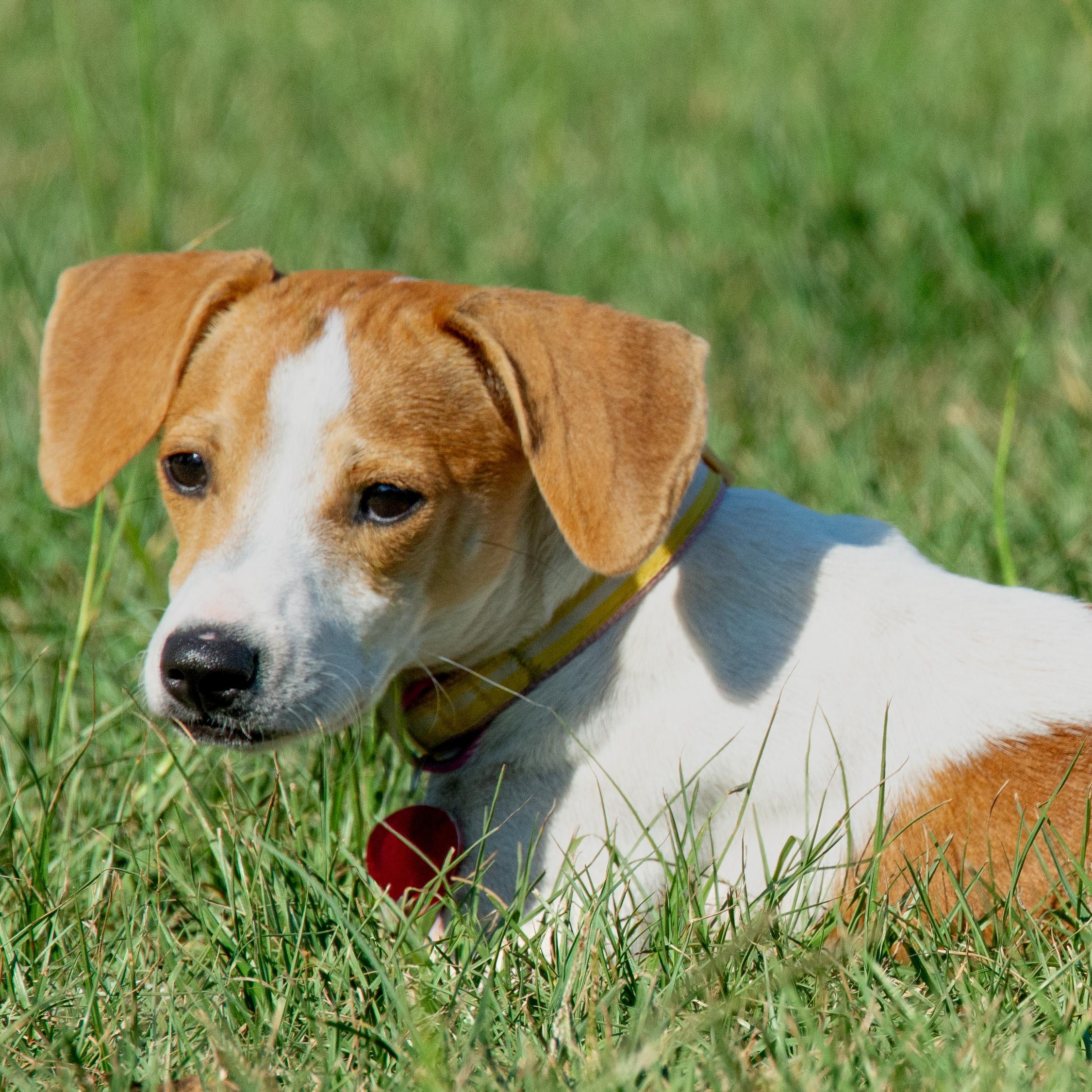 Dog for adoption - Barbie-Q, a Chihuahua & Beagle Mix in Richmond, TX ...