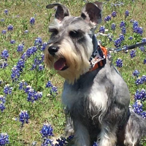 Adoptable Mini Schnauzers - MSRNT - Miniature Schnauzer Rescue of North ...