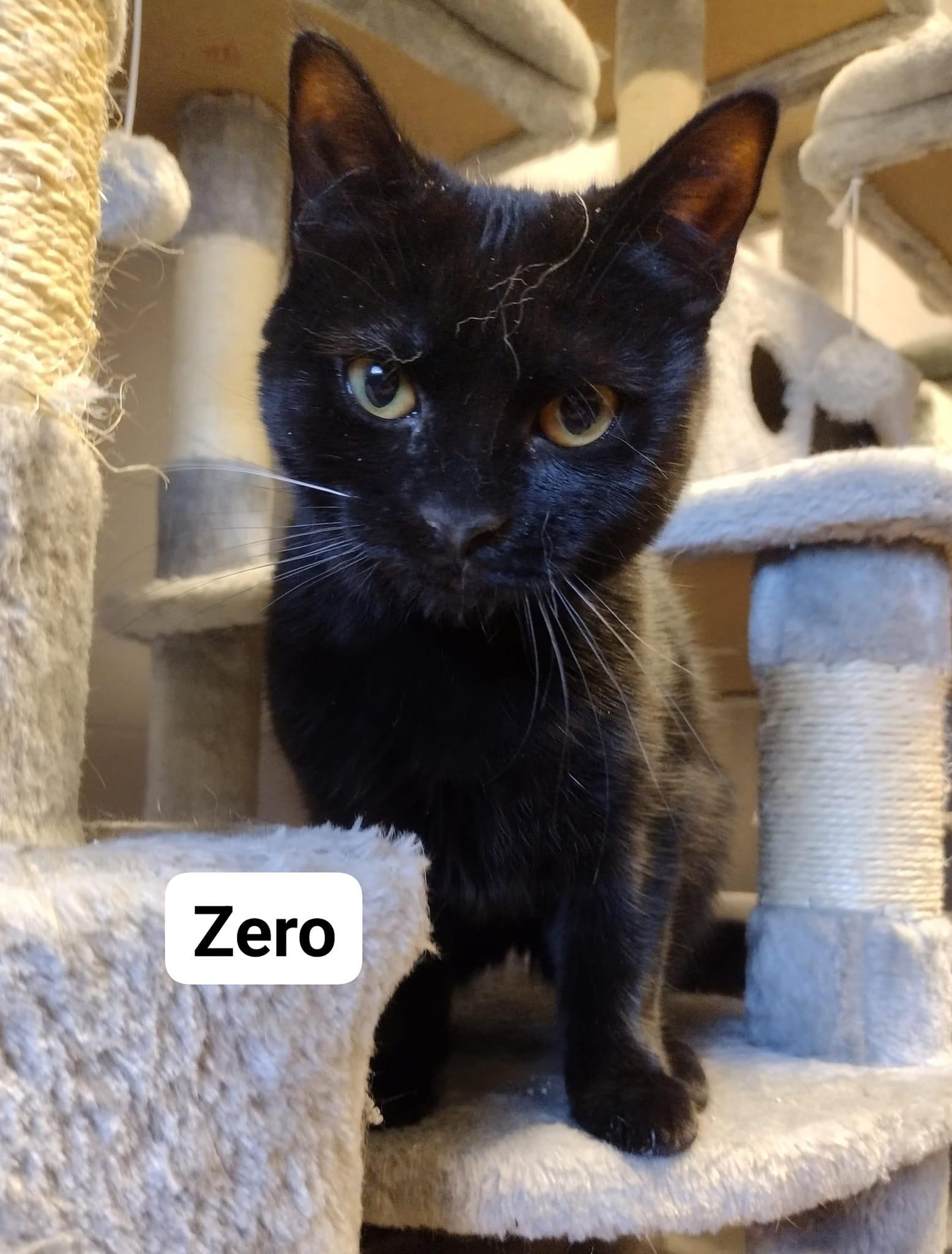 Cat for adoption - Zero, a Domestic Short Hair in Monroe, OH | Petfinder