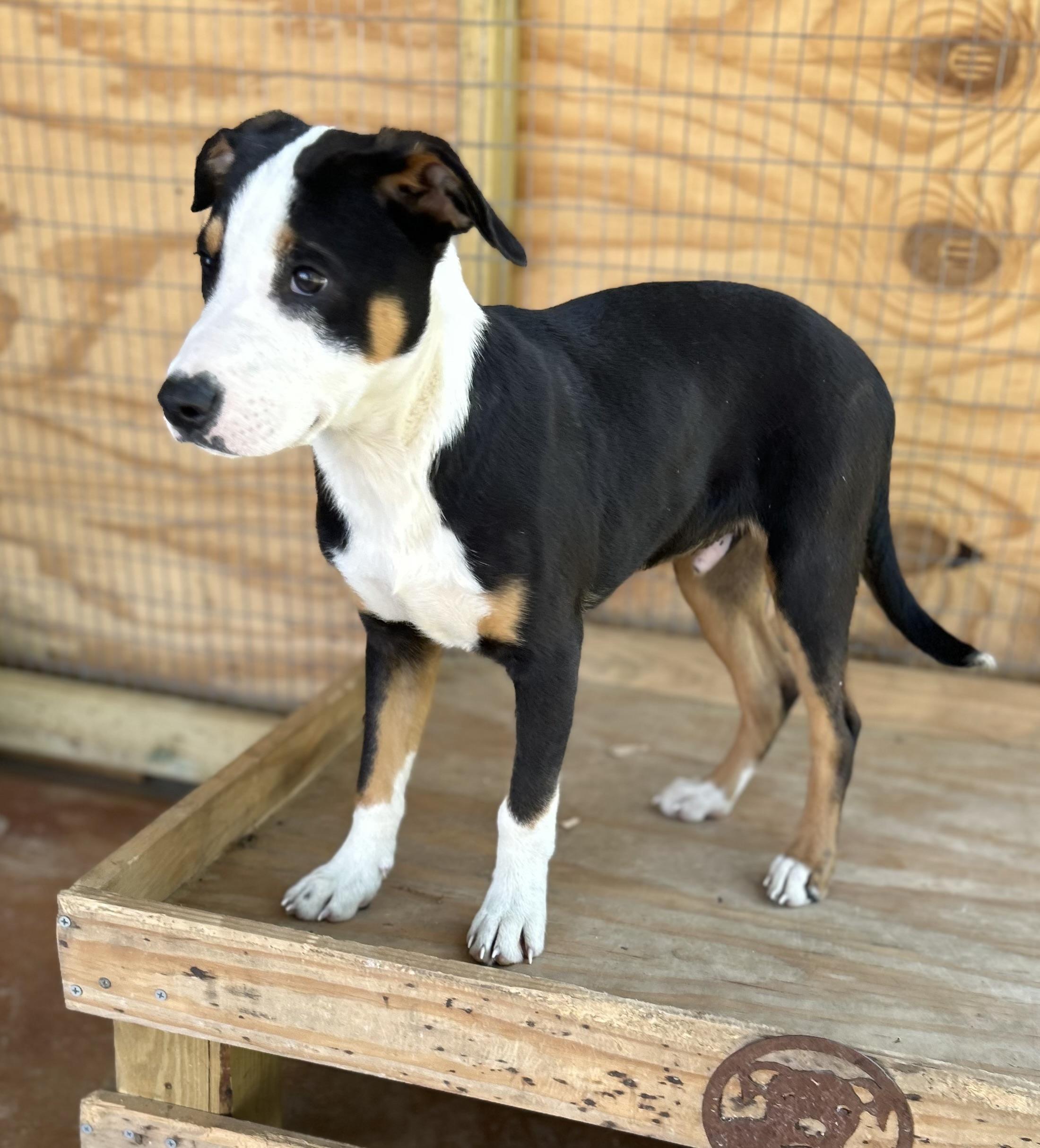 Dog for adoption - Rip, a Hound Mix in Senatobia, MS | Petfinder