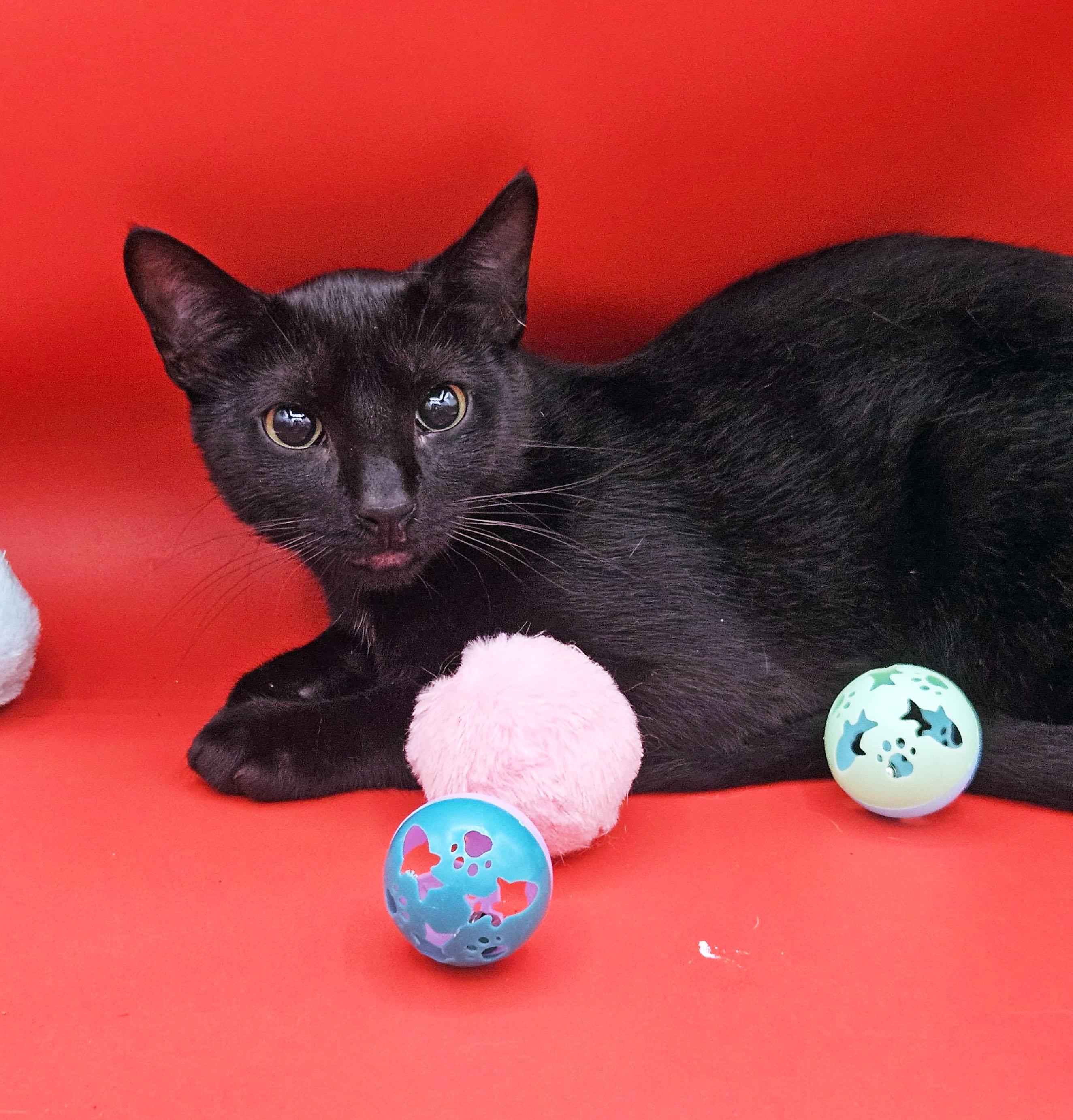 Cat for adoption - Fig- Figgy & Fabulous, a Domestic Short Hair in ...