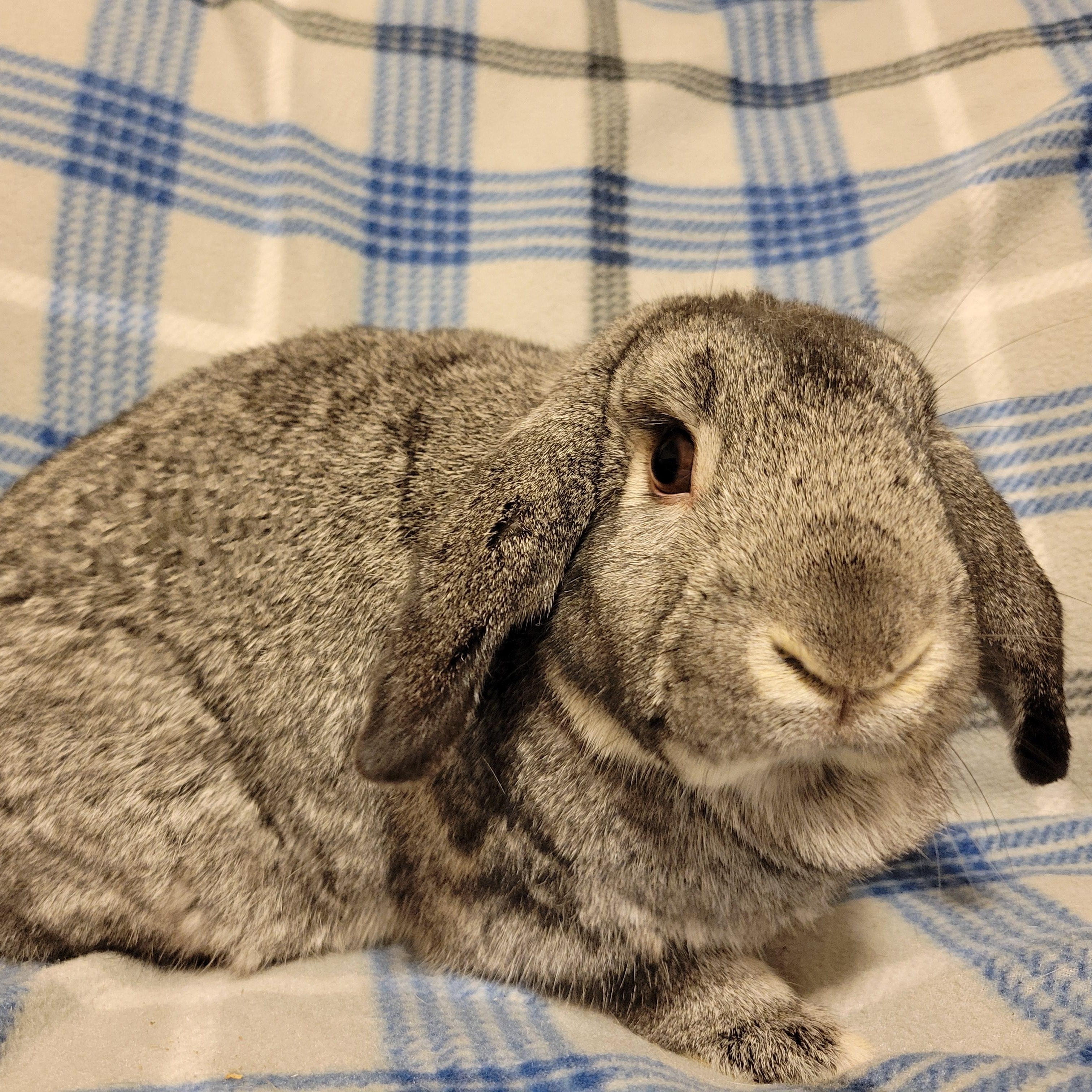 Rabbit for adoption - Bambi, a Lop Eared in Ames, IA | Petfinder