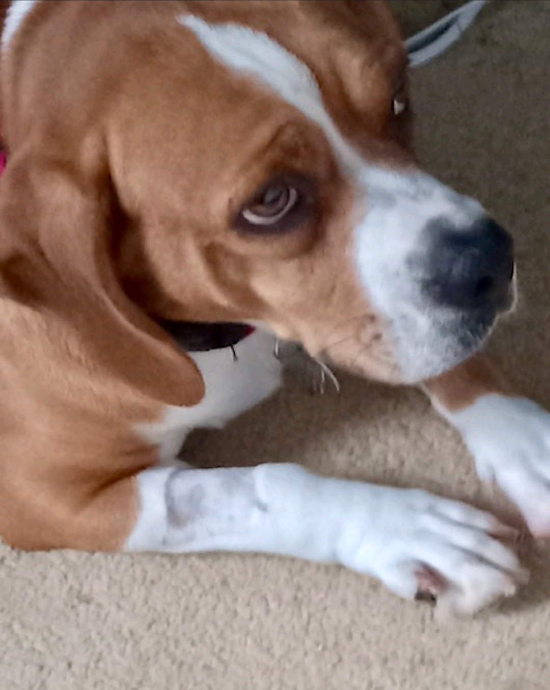 Dog for adoption - Manti(Beabull-English Bulldog/Beagle), a Beagle ...