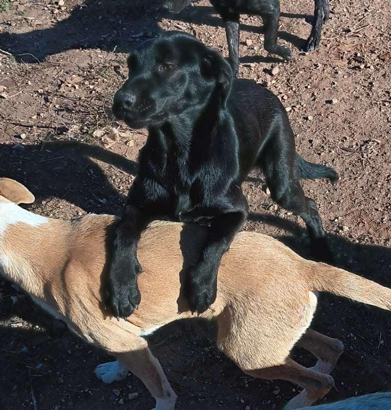 Dog for adoption - All breeds, all ages - find your match, an ...