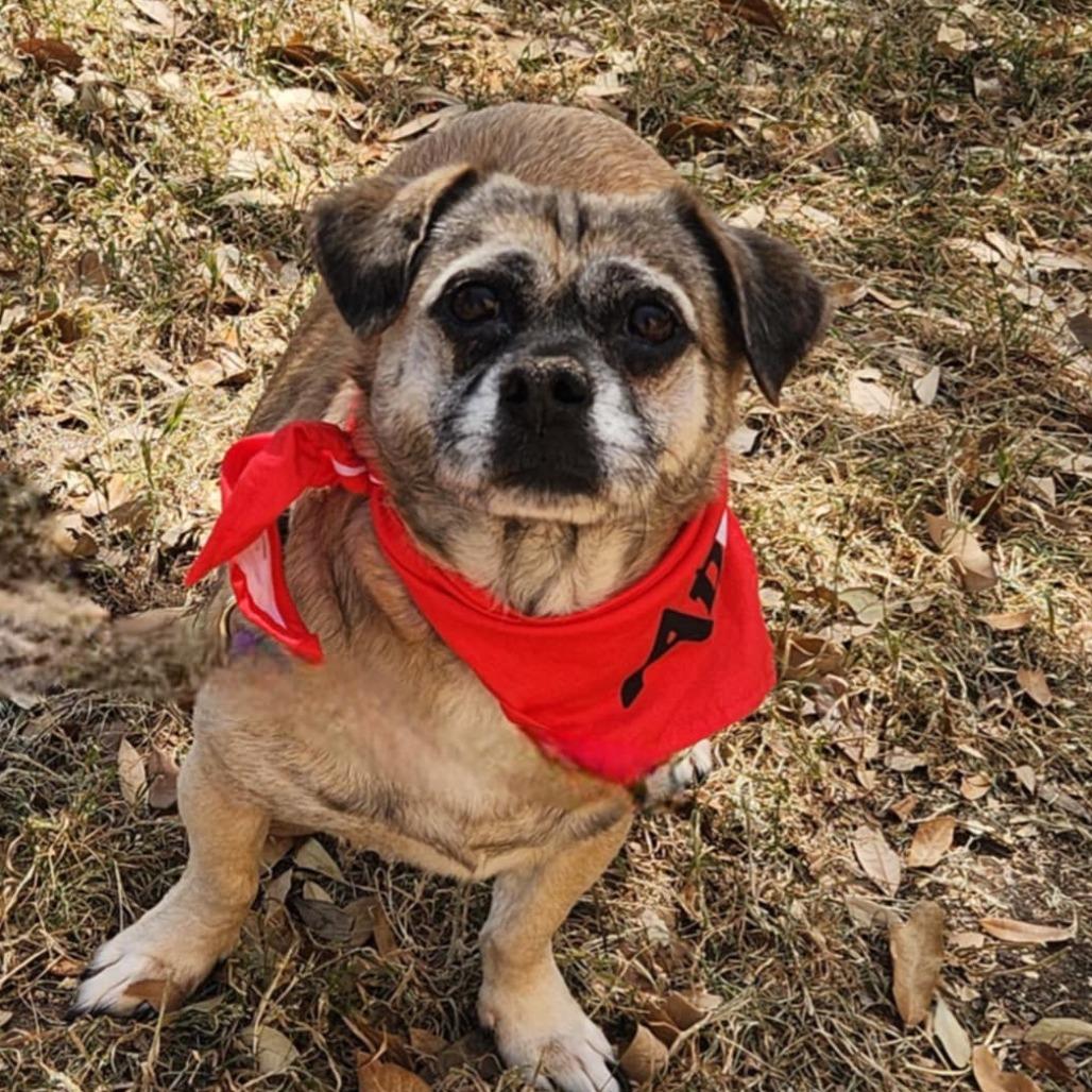 Dog for adoption - Snoopy BW, a Pug & Chihuahua Mix in Southampton, PA ...