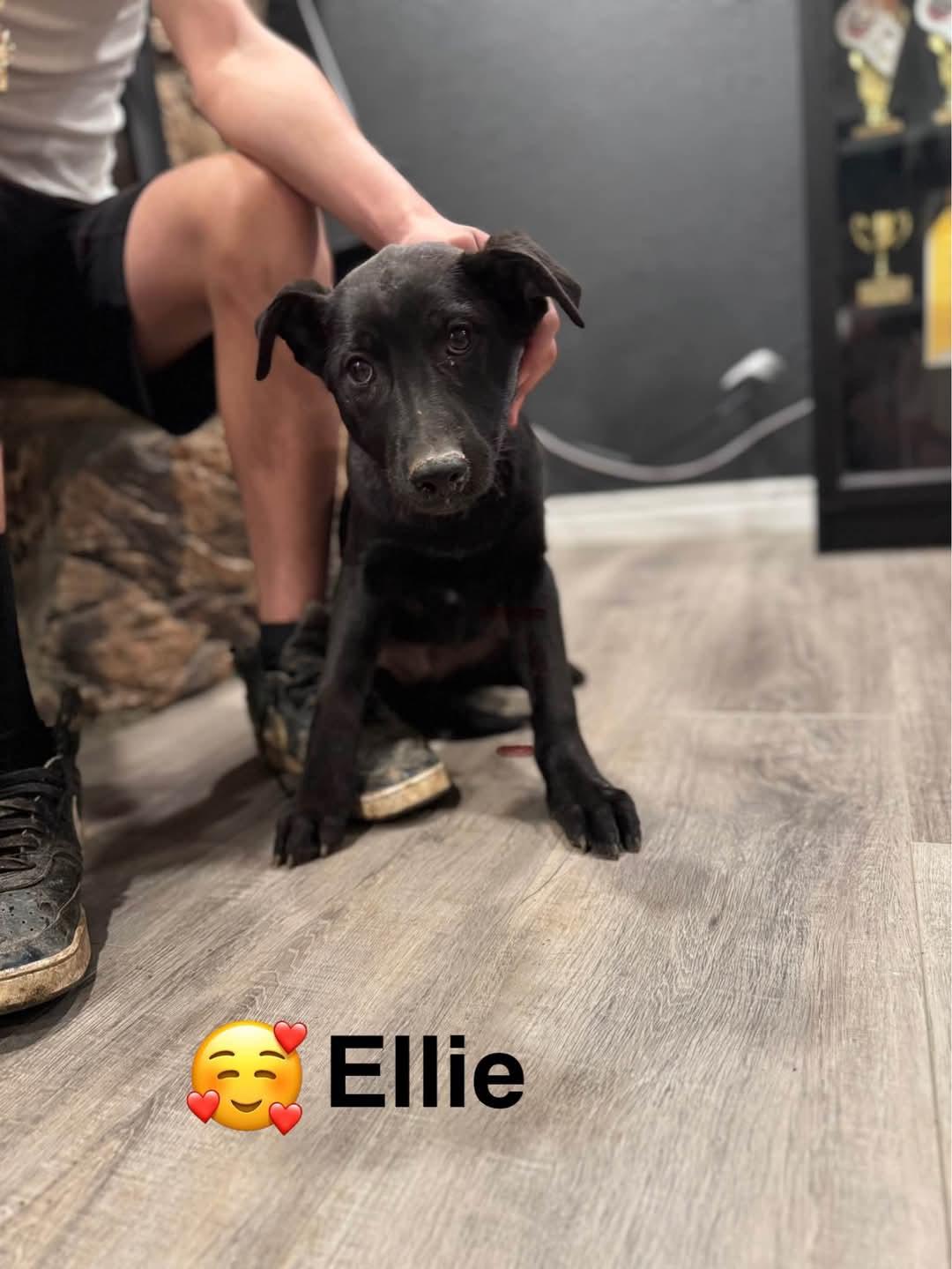 Dog for adoption - Ellie, a German Shepherd Dog in East Moline, IL ...