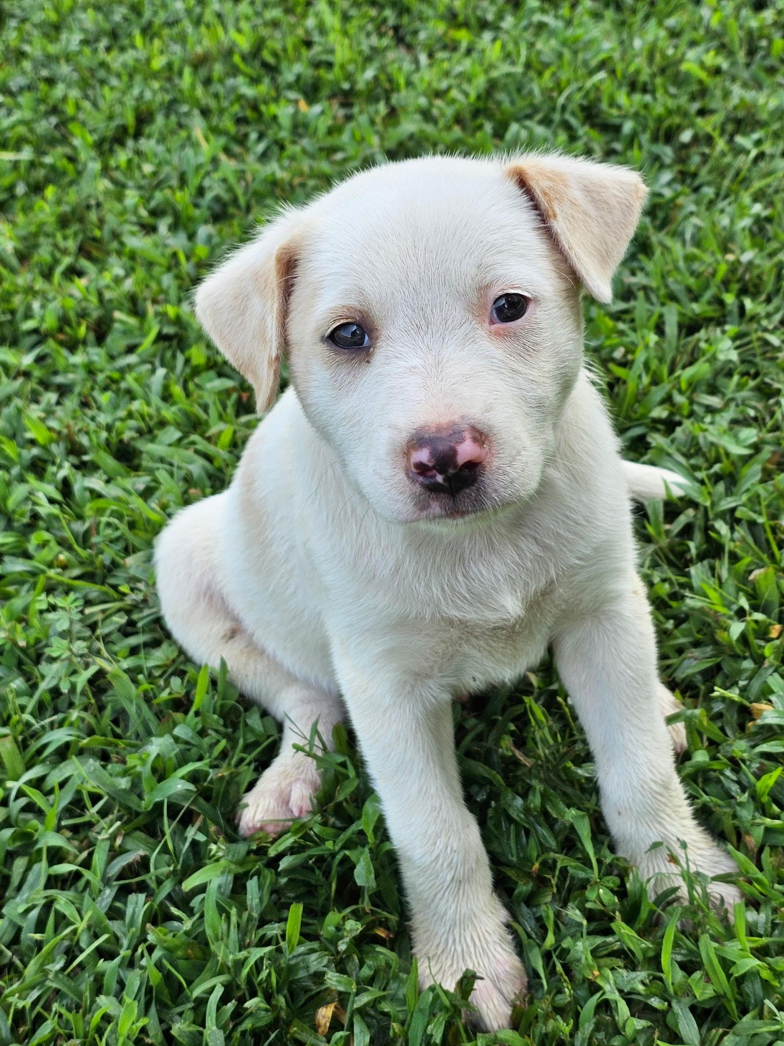 Dog for adoption - Rocket Shine ~ Local boy, an Australian Cattle Dog ...