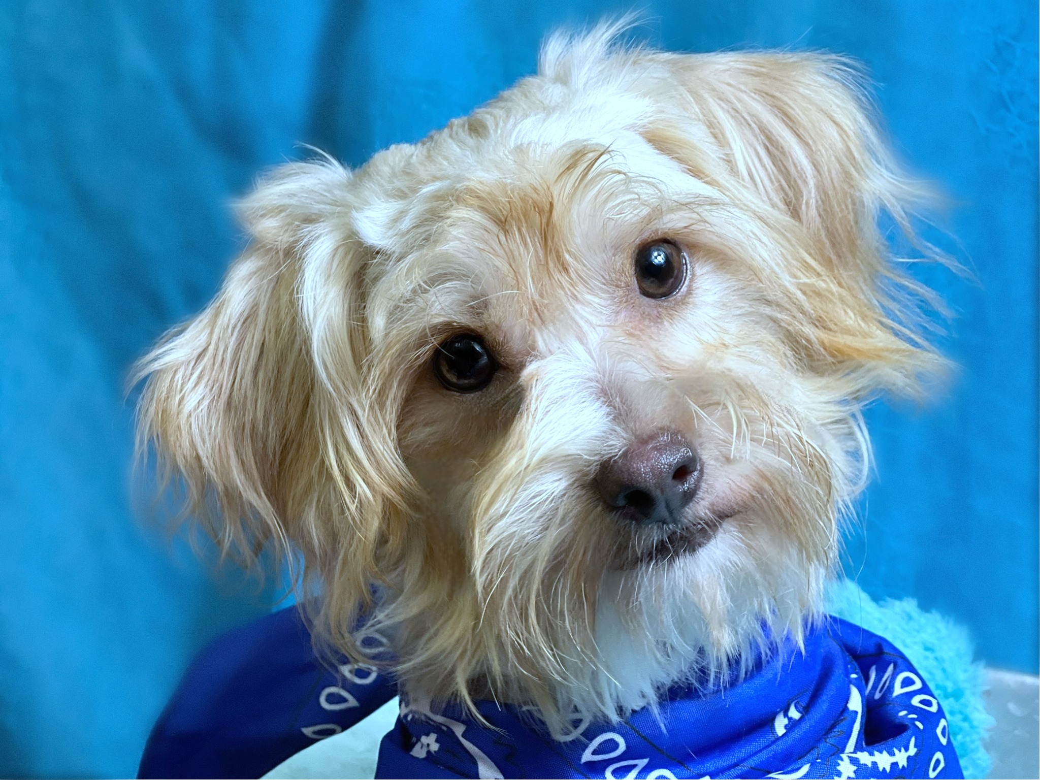 Dog for adoption - Dash, a Shih Tzu & Chihuahua Mix in Austin, TX | Petfinder