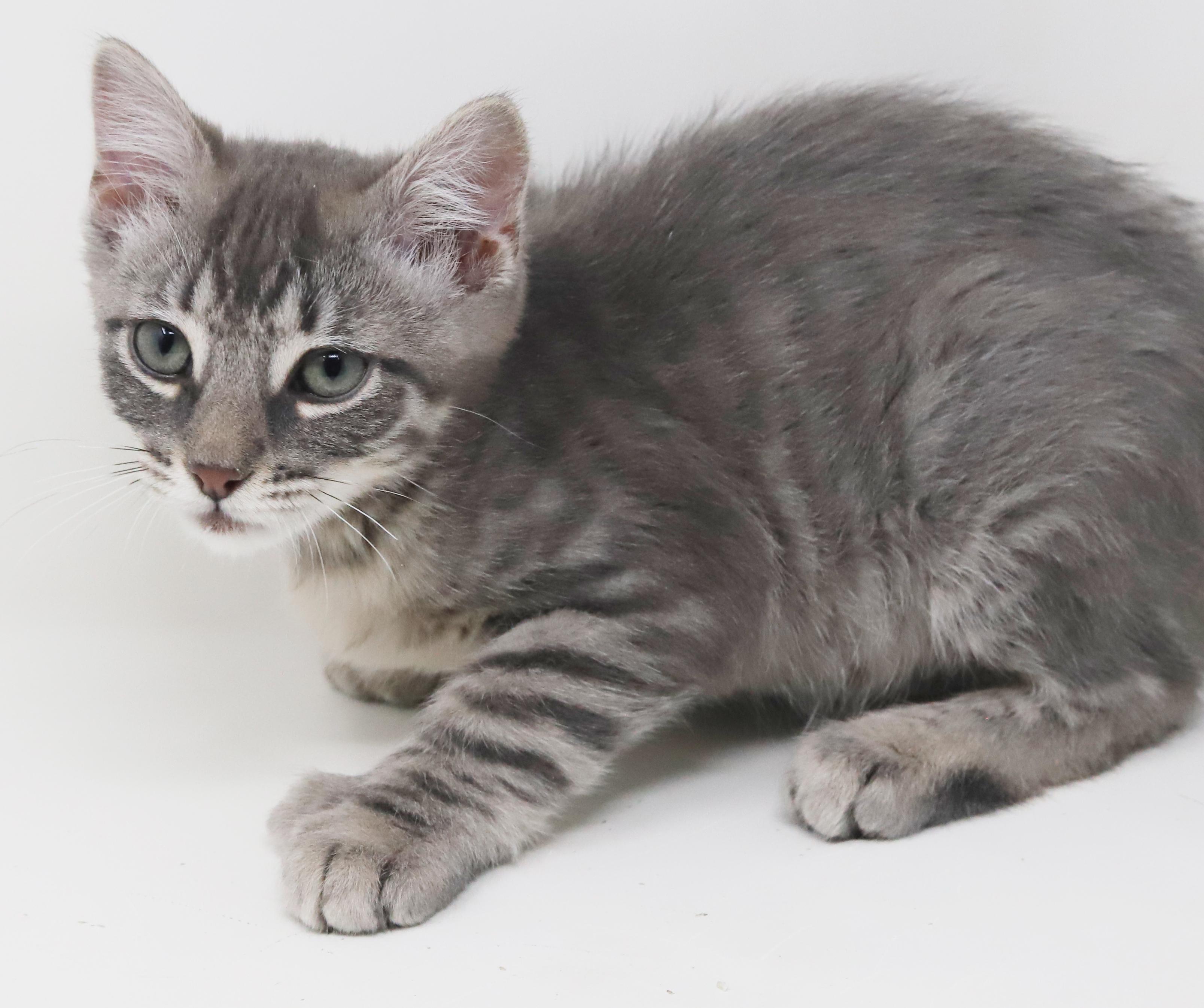 Cupid is SOOO darn cool - Extra TOES and SOOO exotic! - Adoptable Pet ...