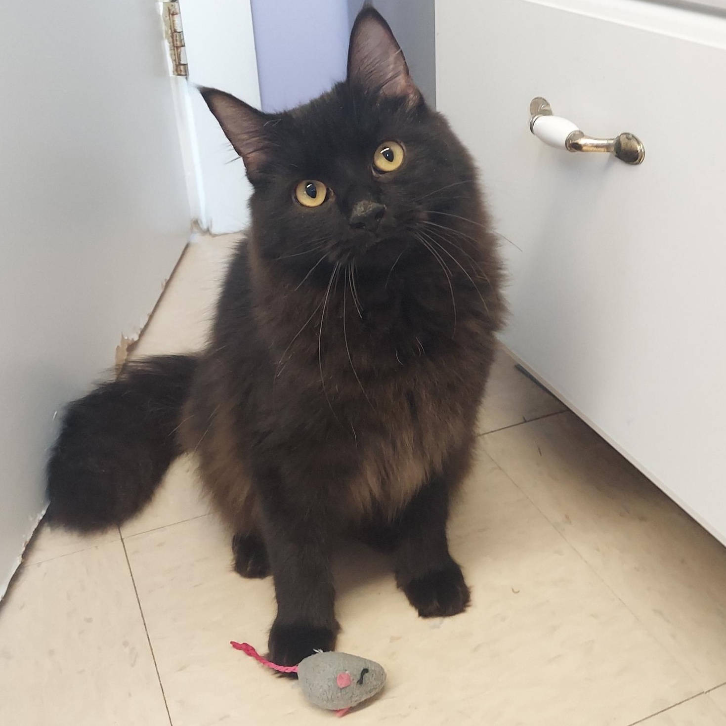 Available Cats for Adoption | Scruffy Paws Animal Rescue RI