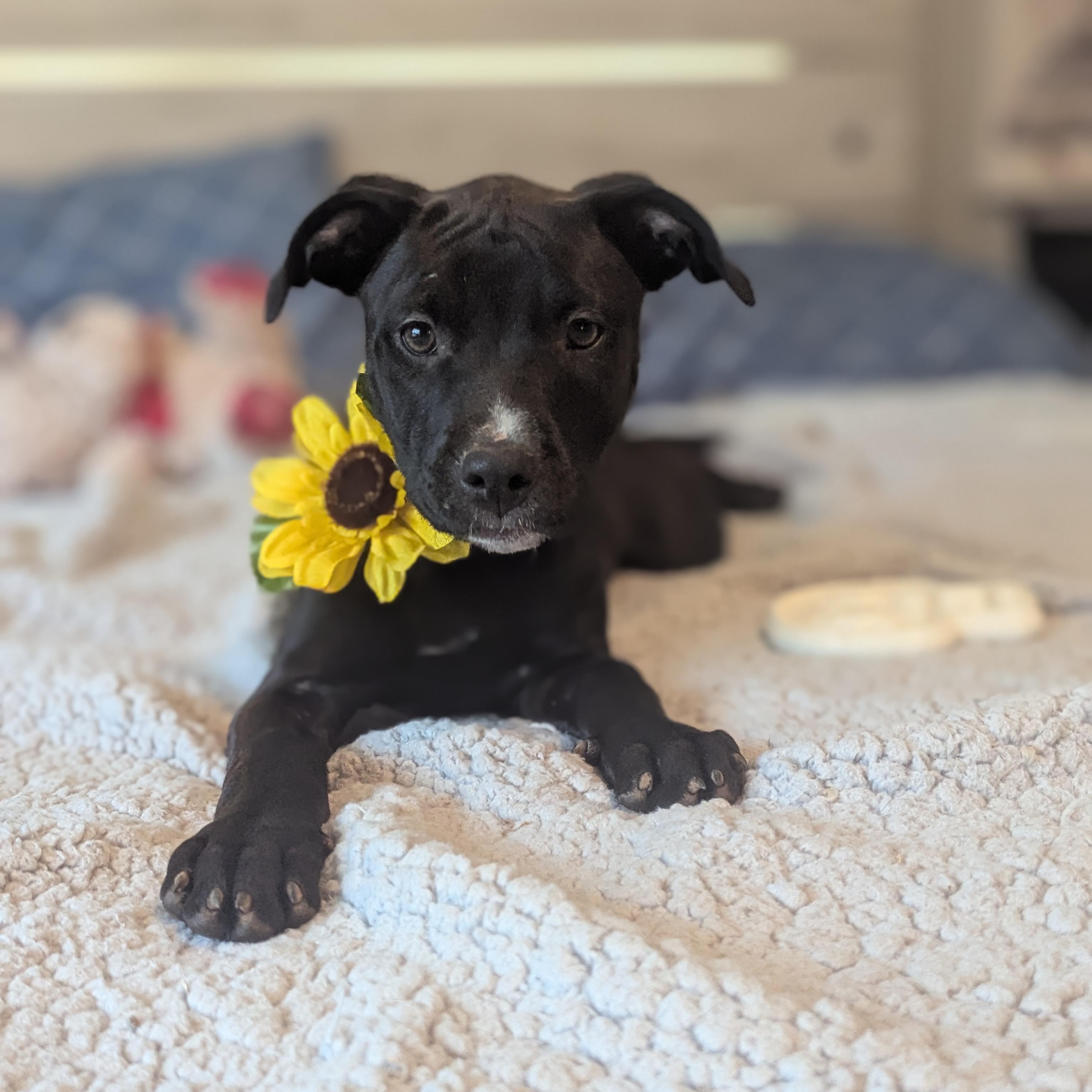 Dog for adoption - Nova, a Black Labrador Retriever & Pit Bull Terrier ...