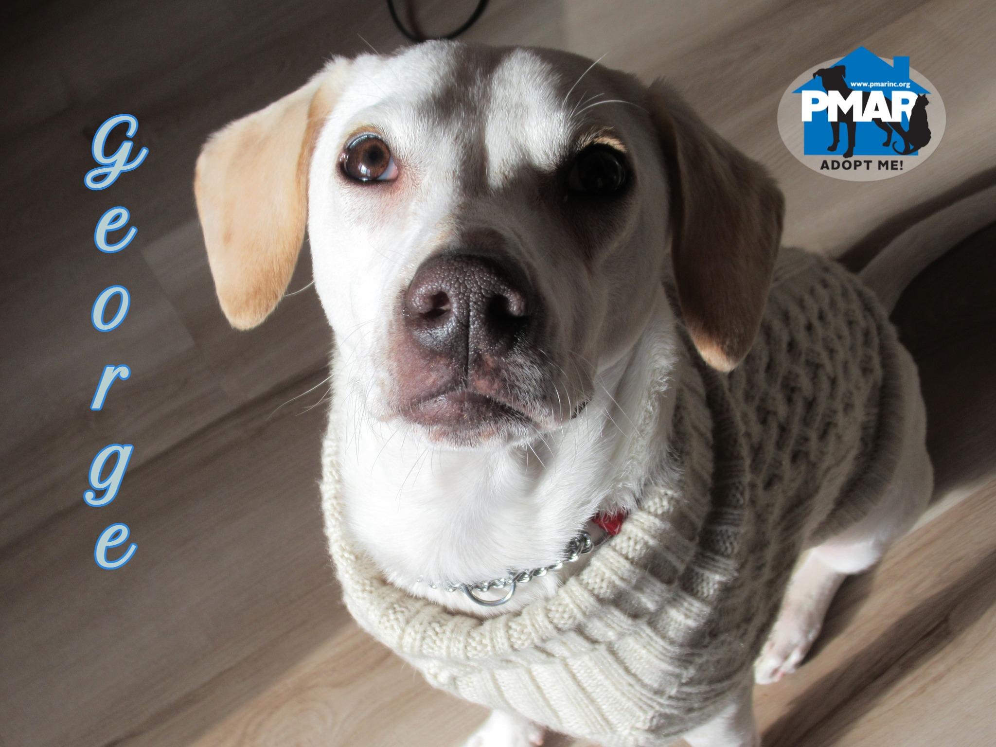 Dog for adoption - George, a Jack Russell Terrier Mix in Mooers, NY ...