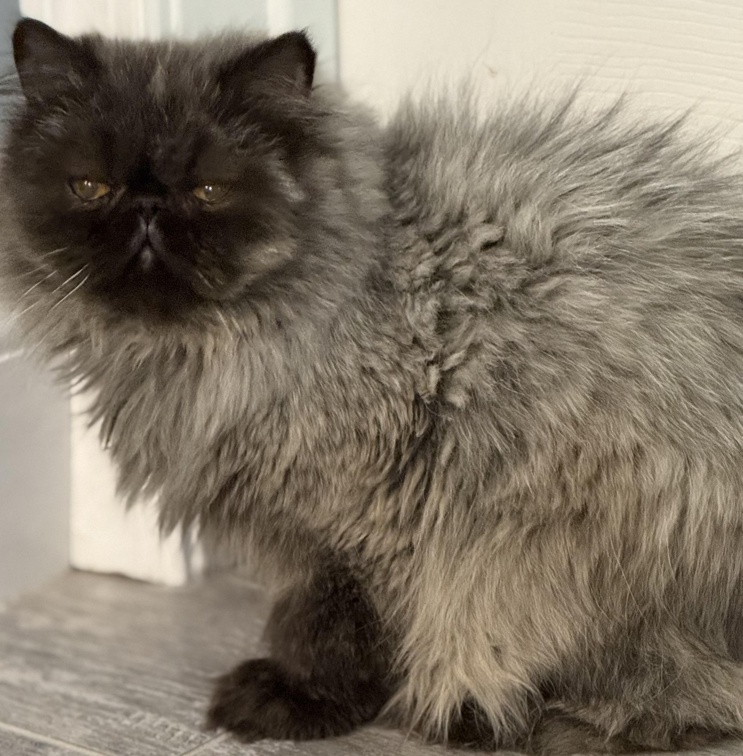 Cat for adoption - Shika, an Exotic Shorthair in Old Bridge, NJ | Petfinder