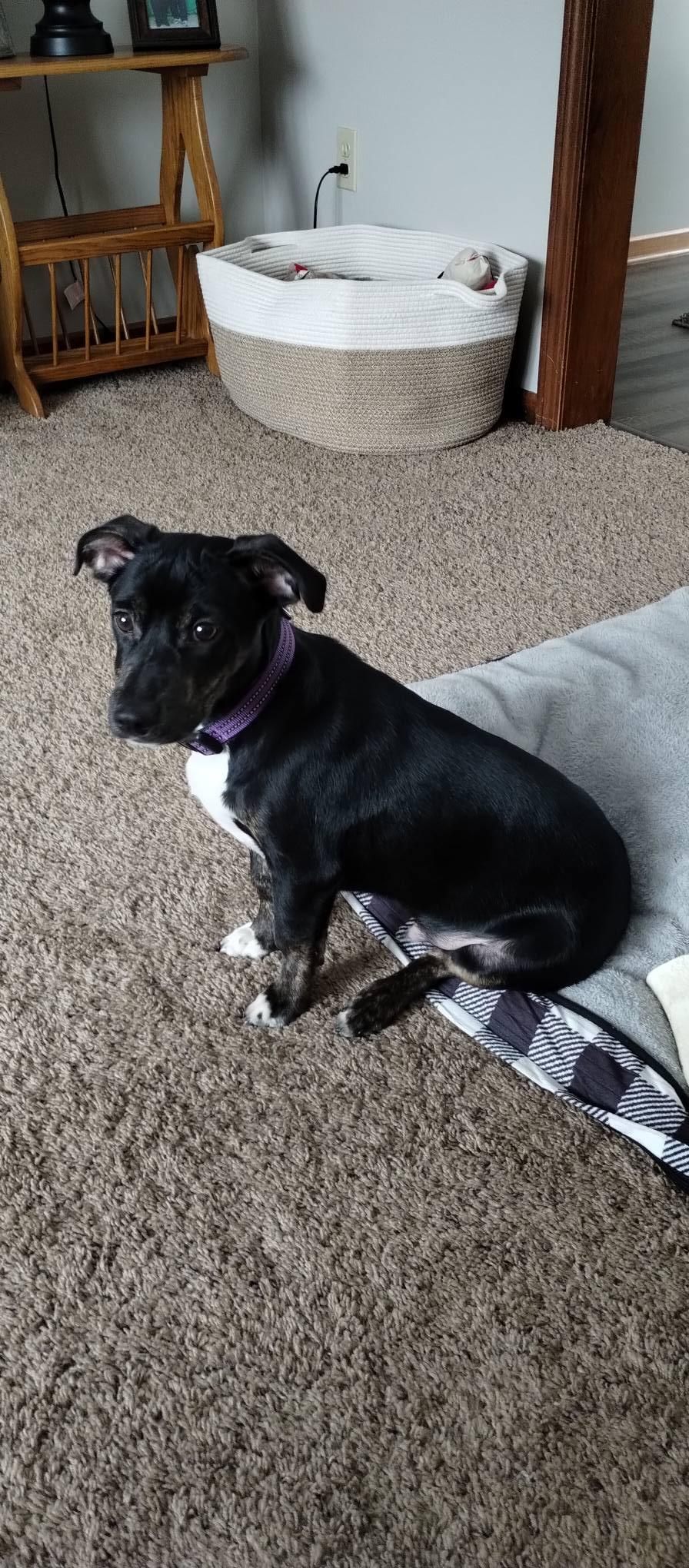 Porky - Adoptable Pet | Petfinder | Petfinder