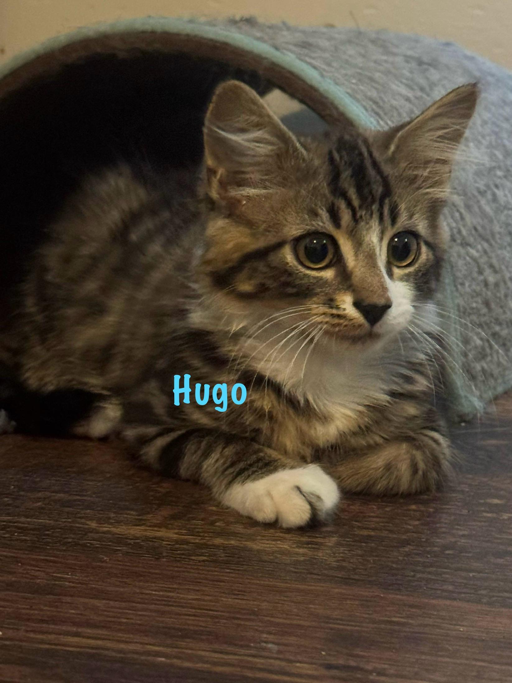 Cat for adoption - Hugo, a Domestic Short Hair in Chicopee, MA | Petfinder