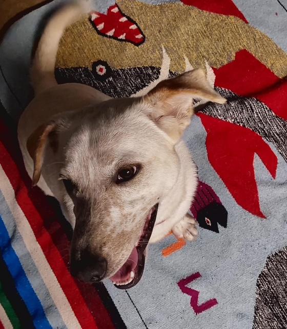 Dog for adoption - Asher, a Yellow Labrador Retriever Mix in Trinidad ...