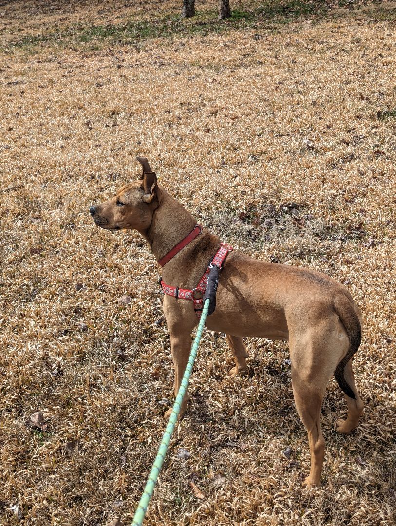 Dog for adoption - Monet, a Thai Ridgeback & Shar-Pei Mix in Marion, NC ...