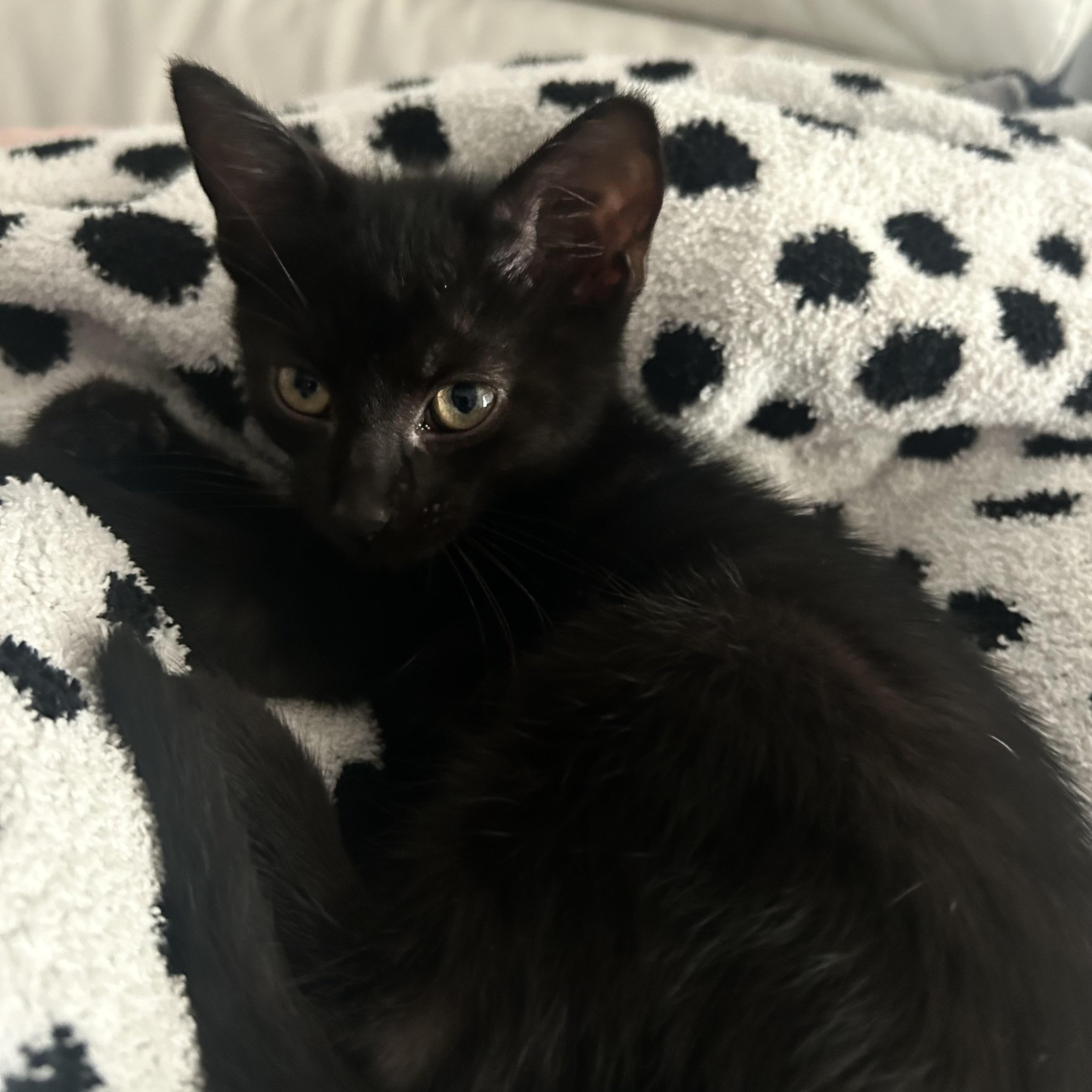 Cat for adoption - Brownie, a Domestic Short Hair Mix in Bellevue, WA ...