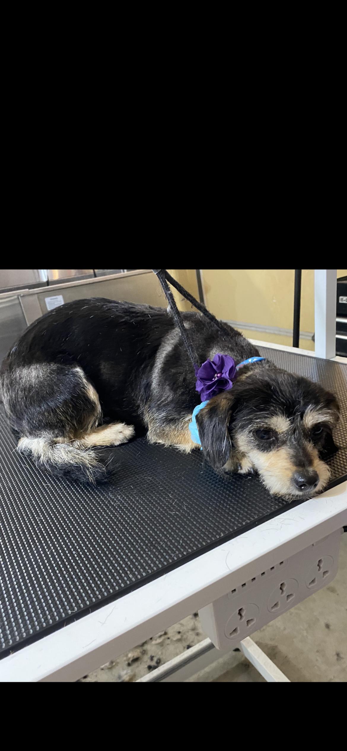 Momma - Adoptable Pet | Petfinder | Petfinder