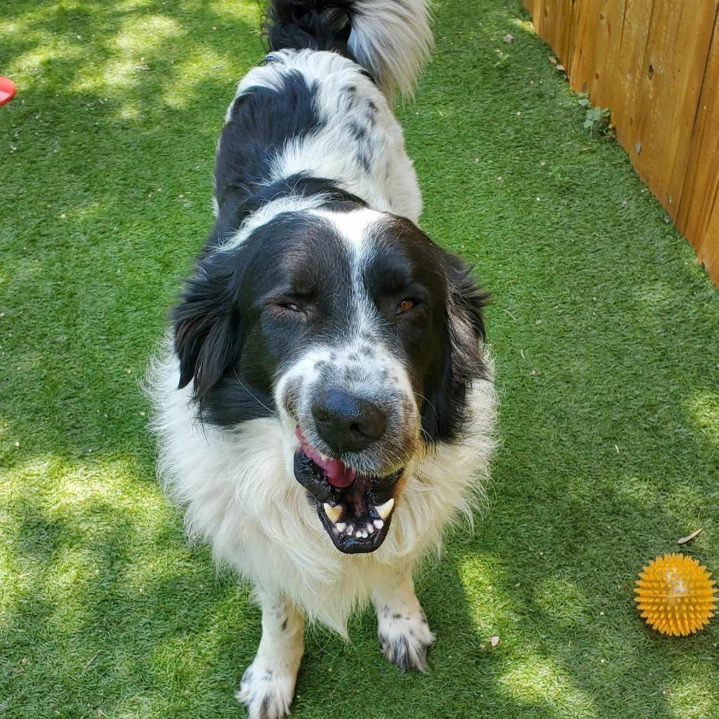 Dog for adoption - Kodiak JuM, a Great Pyrenees & English Springer Spaniel Mix in Albany, NY ...