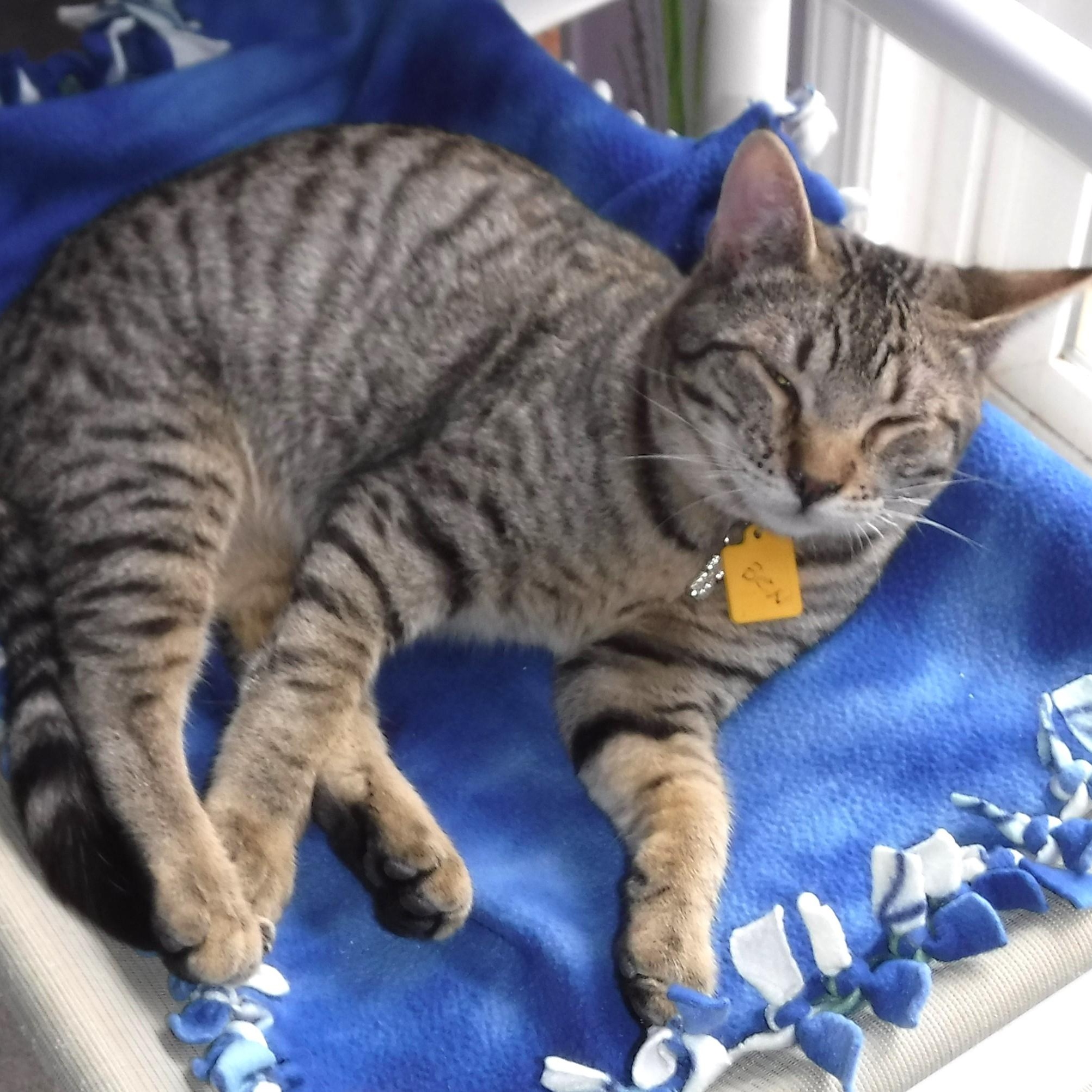 Ben - Friendly and Sweet - Adoptable Pet | Petfinder | Petfinder
