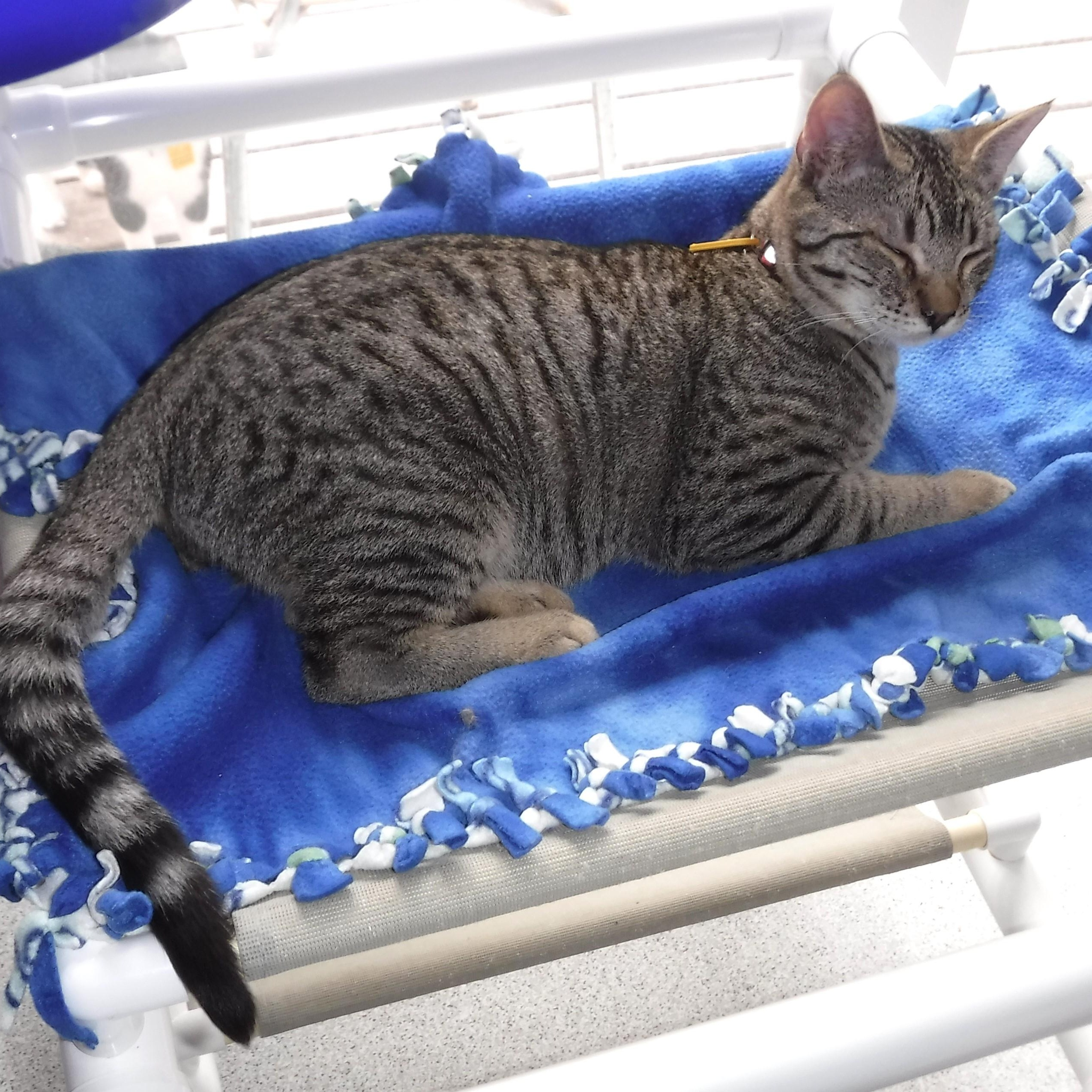 Ben - Friendly and Sweet - Adoptable Pet | Petfinder | Petfinder