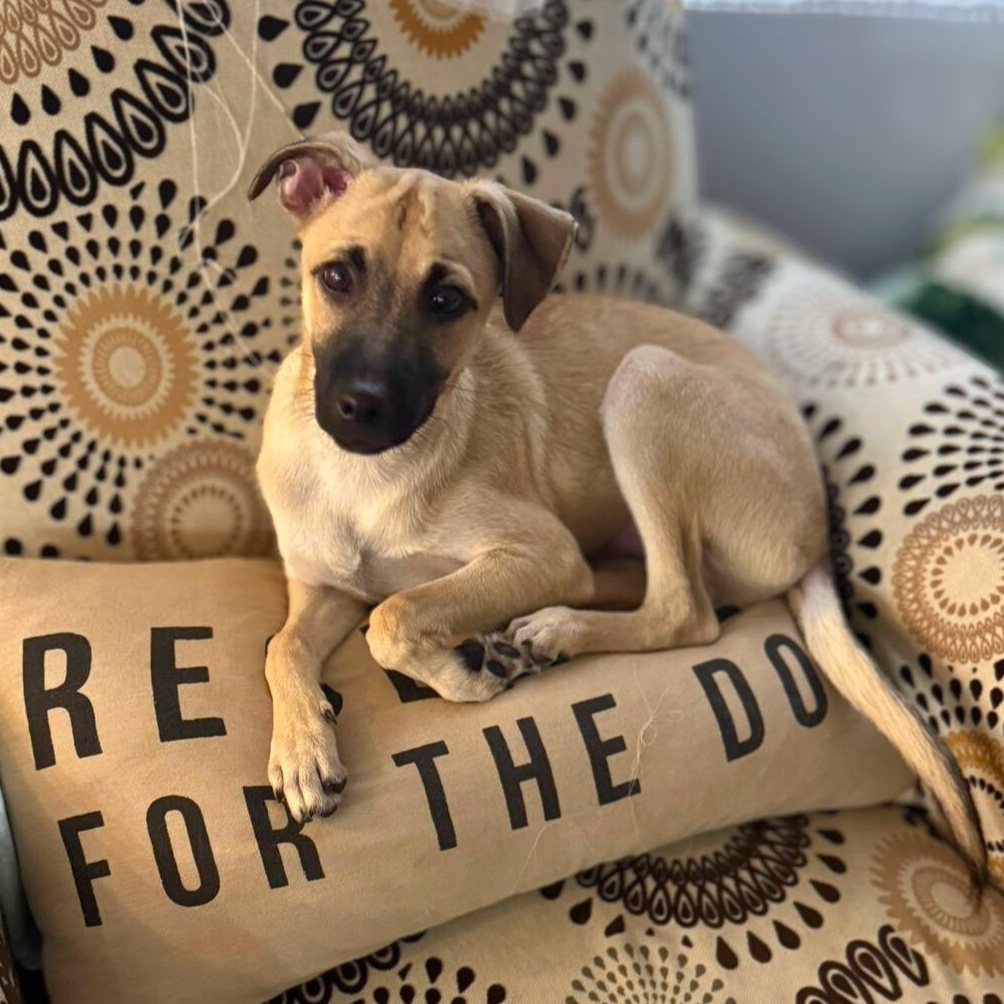 Dog for adoption - Jax, a Labrador Retriever Mix in Annapolis, MD ...