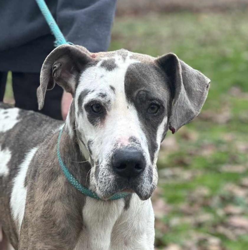 Dog for adoption - Klaus, a Great Dane in Chattanooga, TN | Petfinder