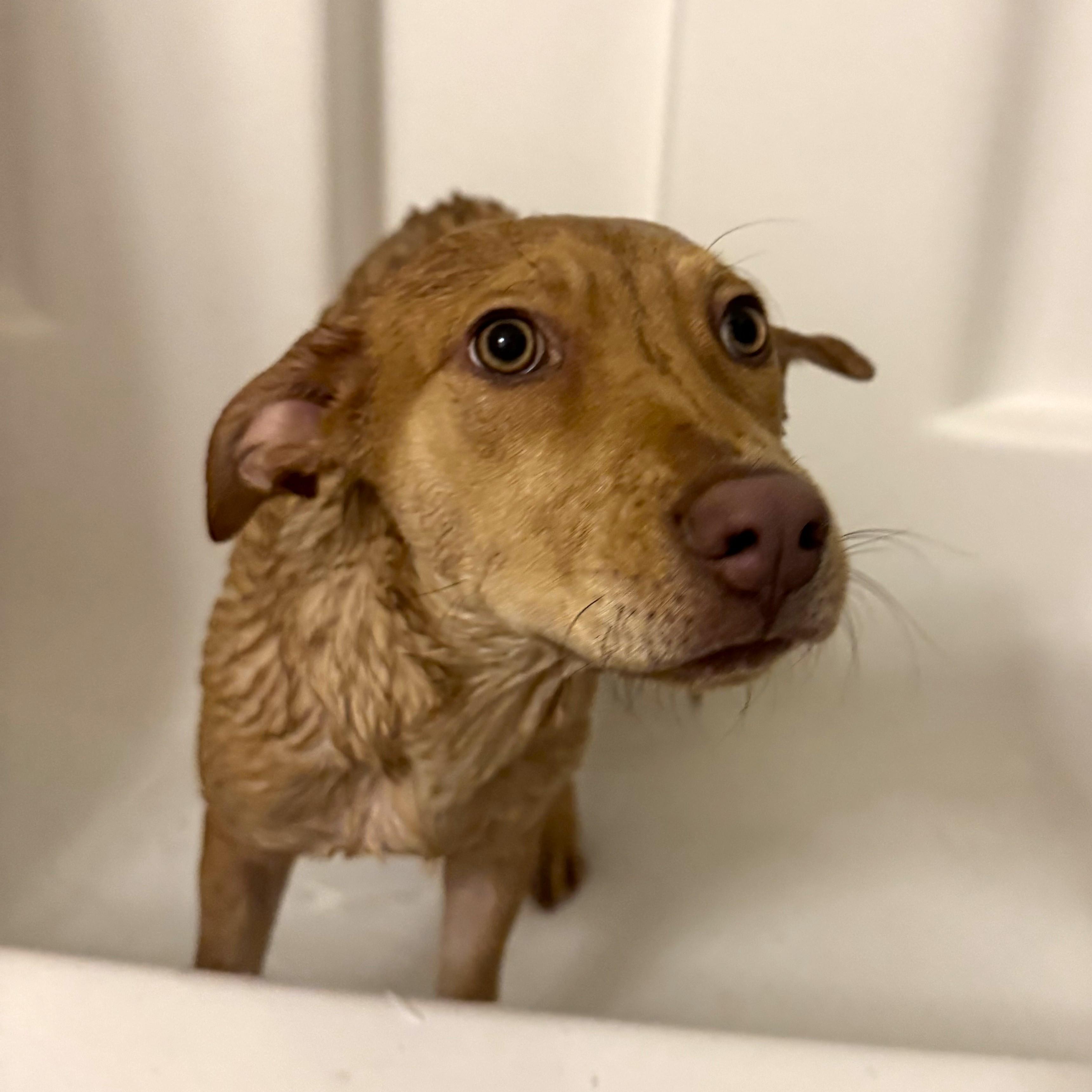 Dog for adoption - CosMc, a Labrador Retriever Mix in Milford, CT | Petfinder