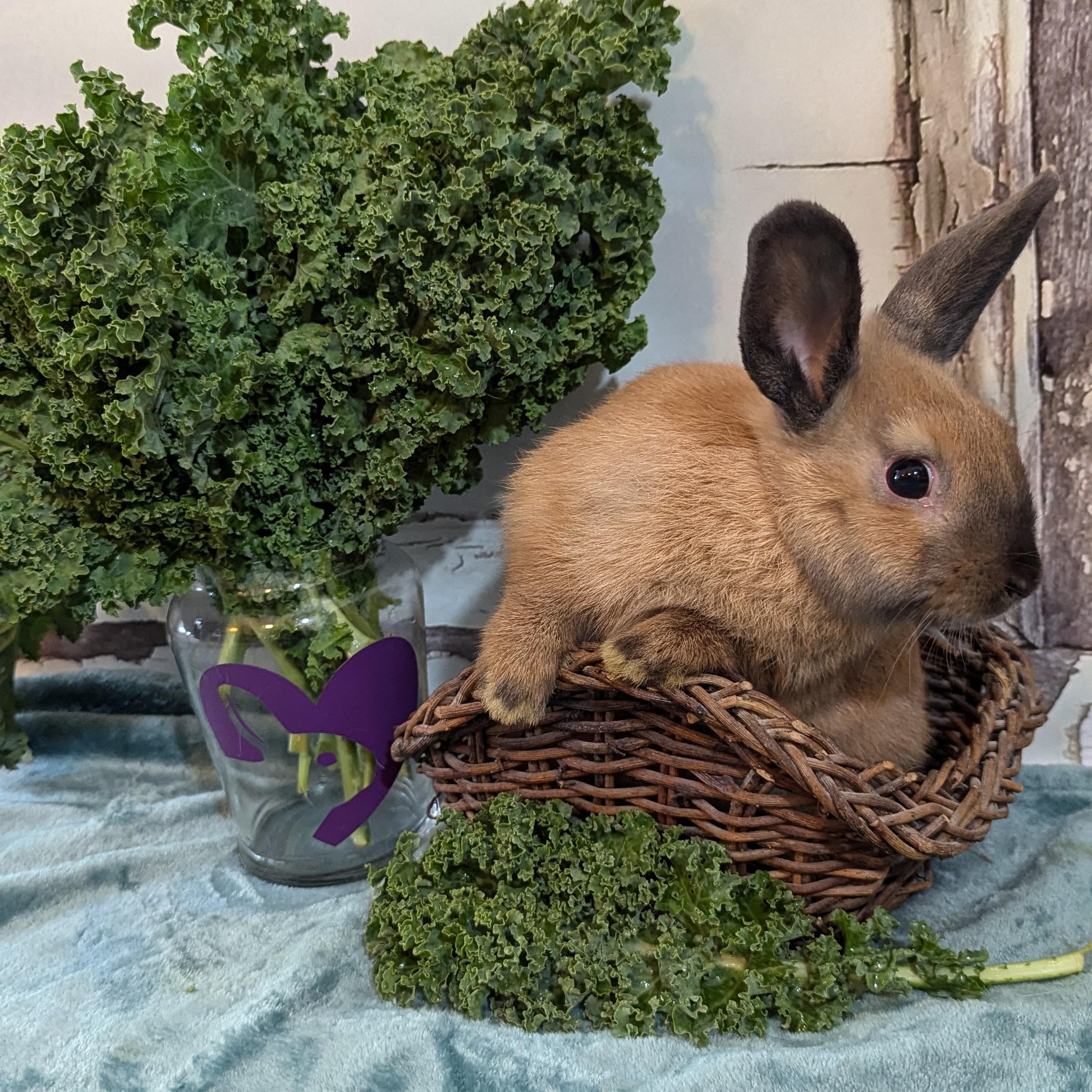 Rabbit for adoption - Tara, a Mini Rex & Lionhead Mix in Ames, IA ...