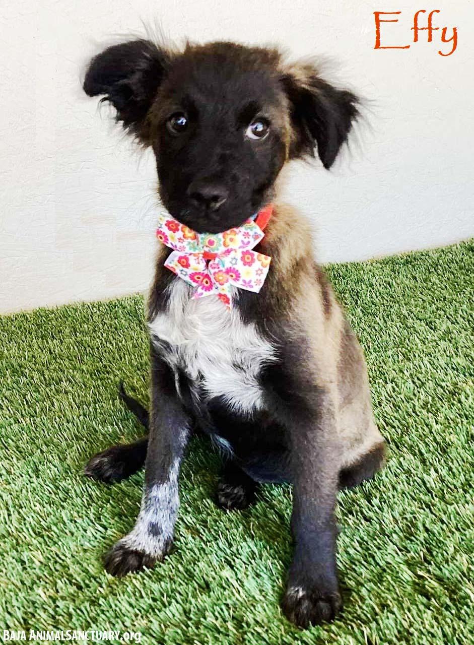 Dog for adoption - Effy, a Dutch Shepherd Mix in San Diego, CA | Petfinder