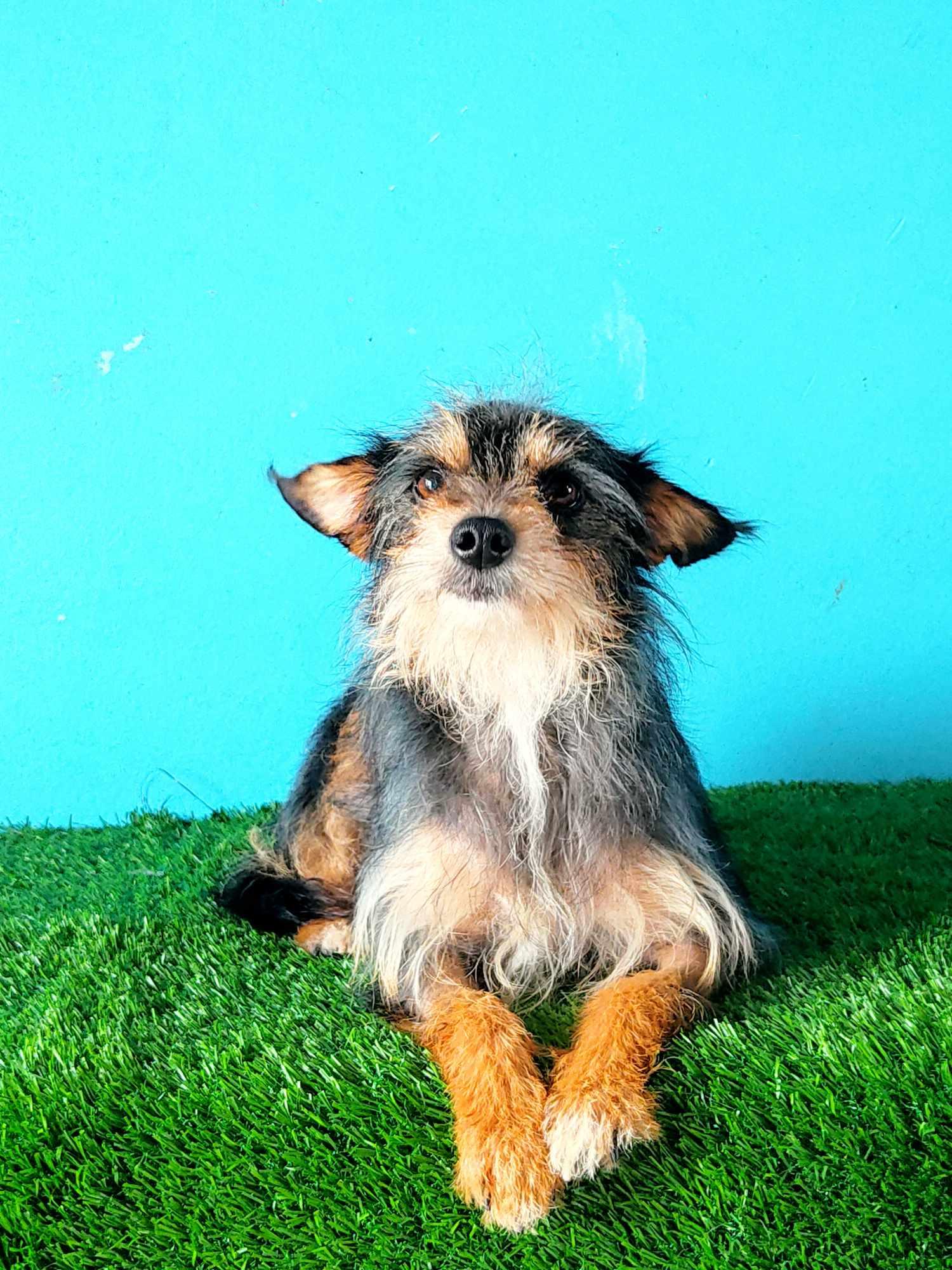 Dog for adoption - Doris, a Yorkshire Terrier Mix in Tijuana, BCN ...