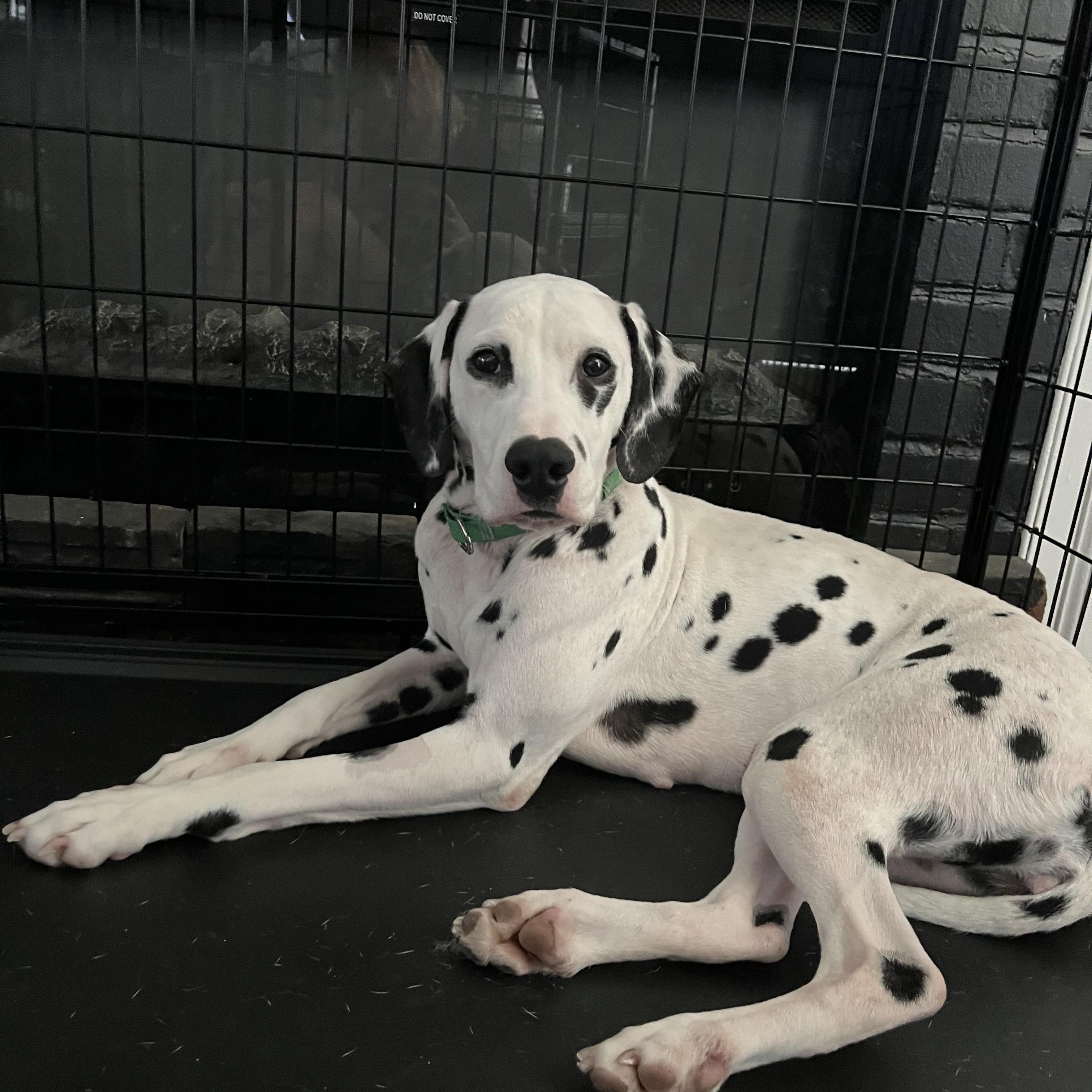 Dog for adoption - Pearl, a Dalmatian in Greenwich, NY | Petfinder