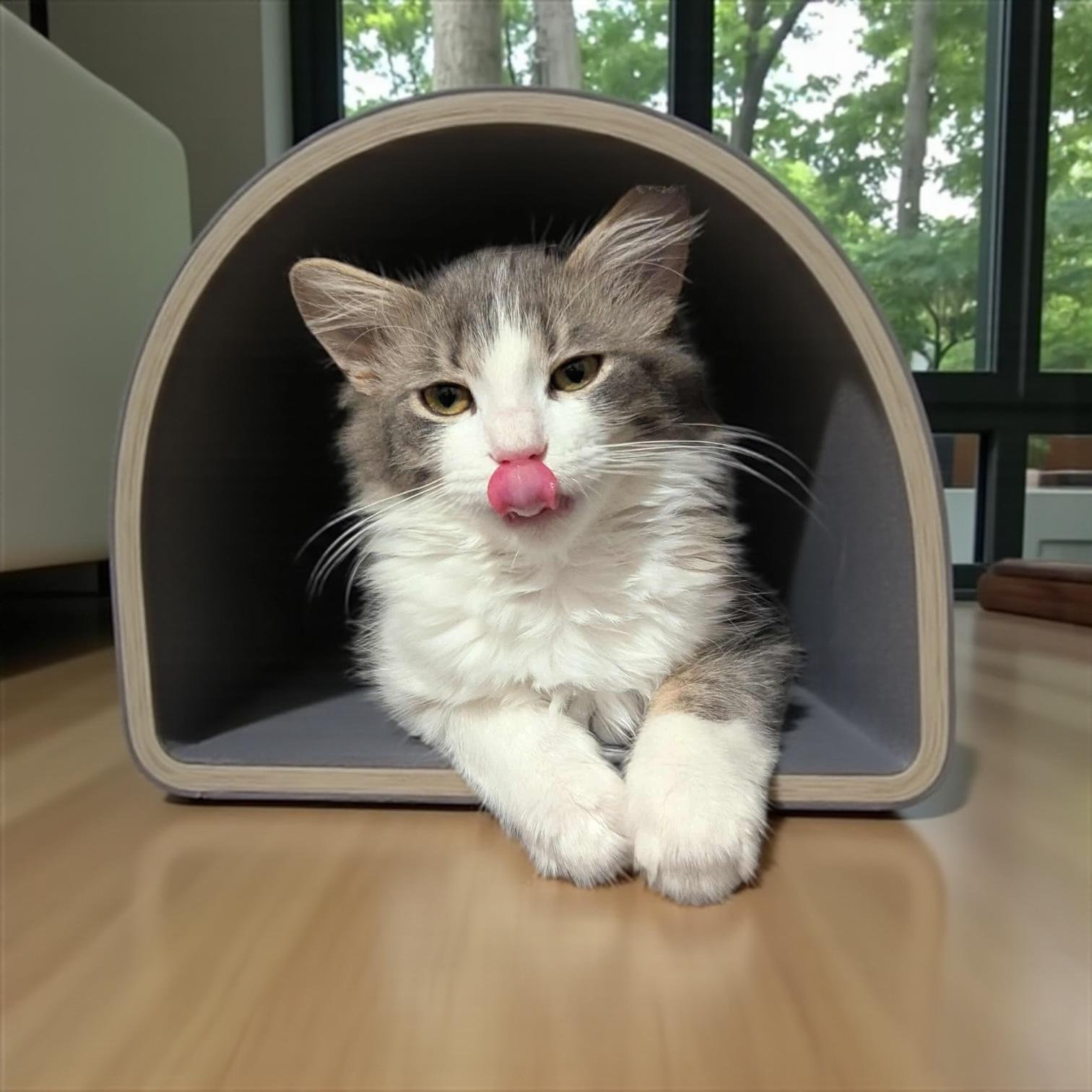 Cat for adoption - Paul Newman, a Domestic Long Hair Mix in ...