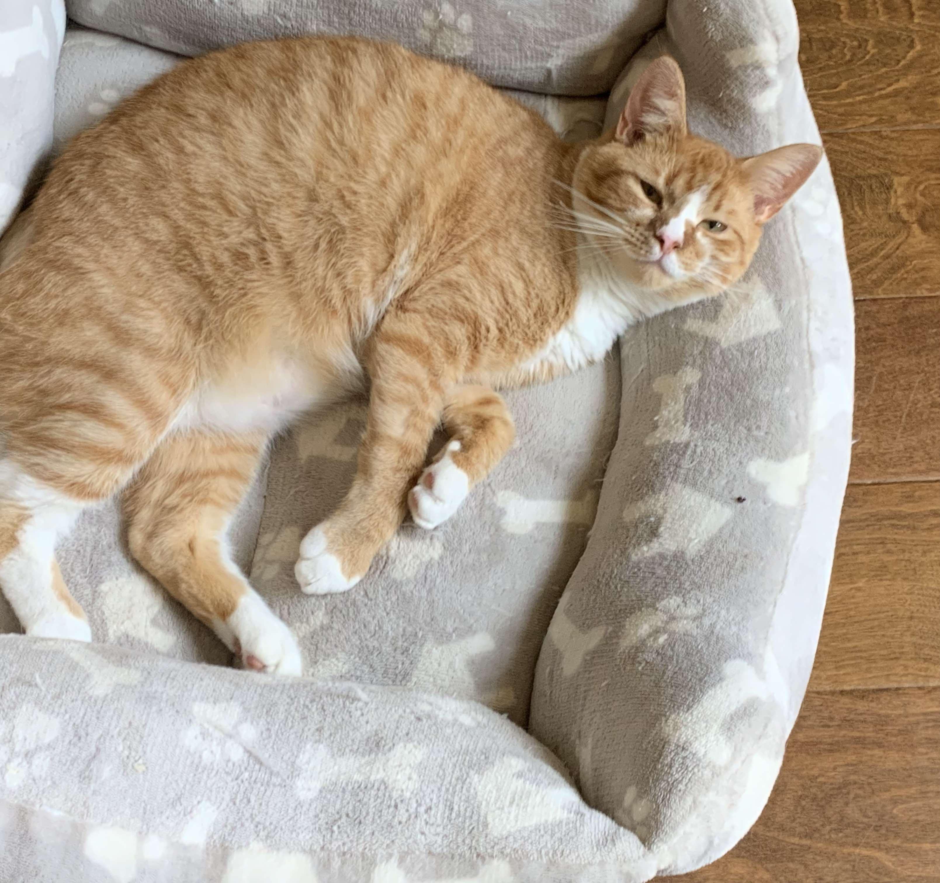 Cat for adoption - Hoagie (AD), a Domestic Short Hair in Greenville, SC ...