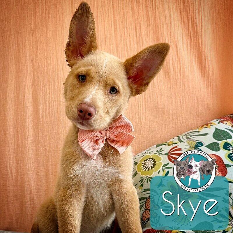 Dog for adoption - Skye Squisherton, a Golden Retriever & German ...