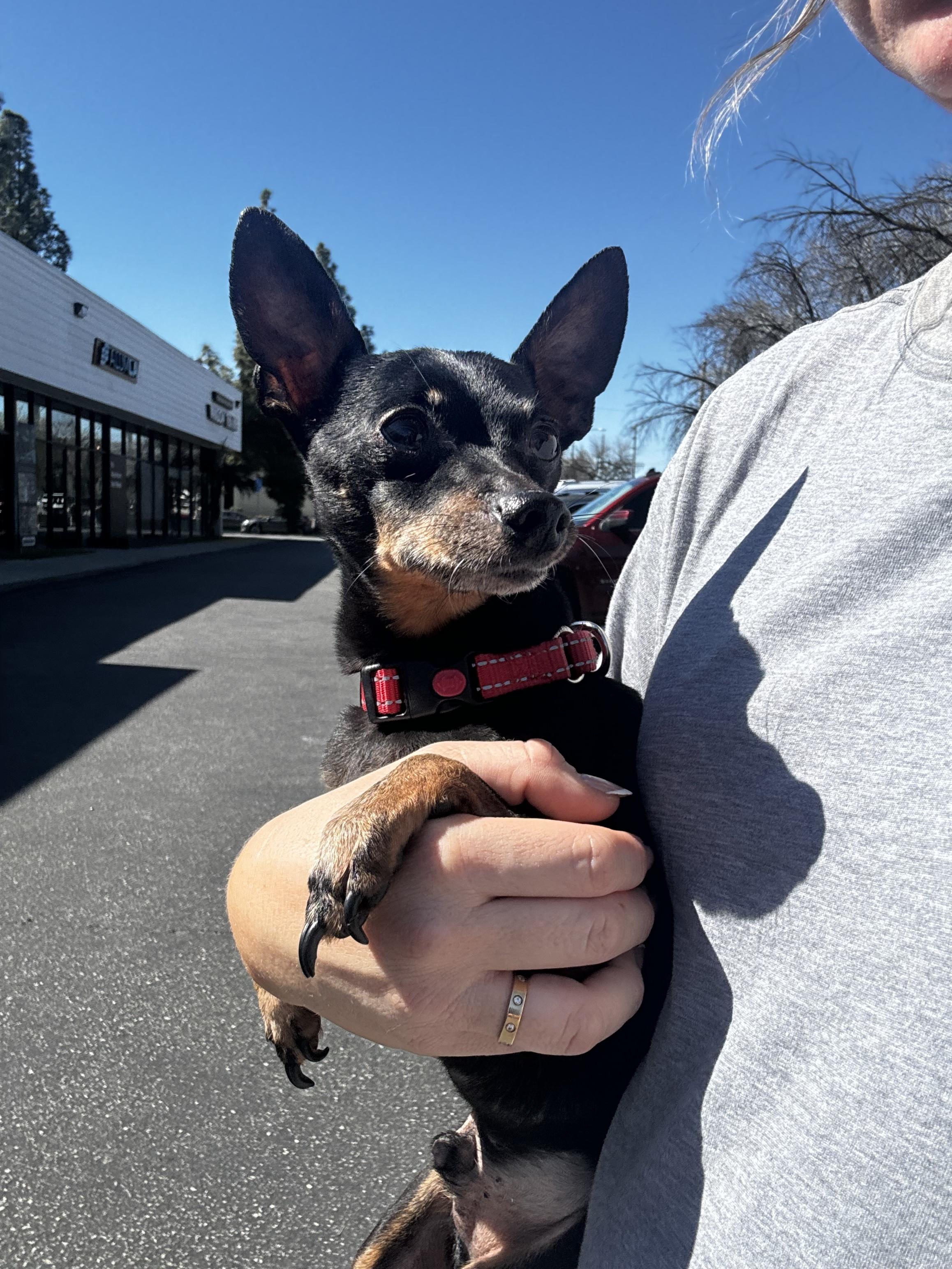 Dog for adoption - Russ, a Chihuahua in Los Angeles, CA | Petfinder