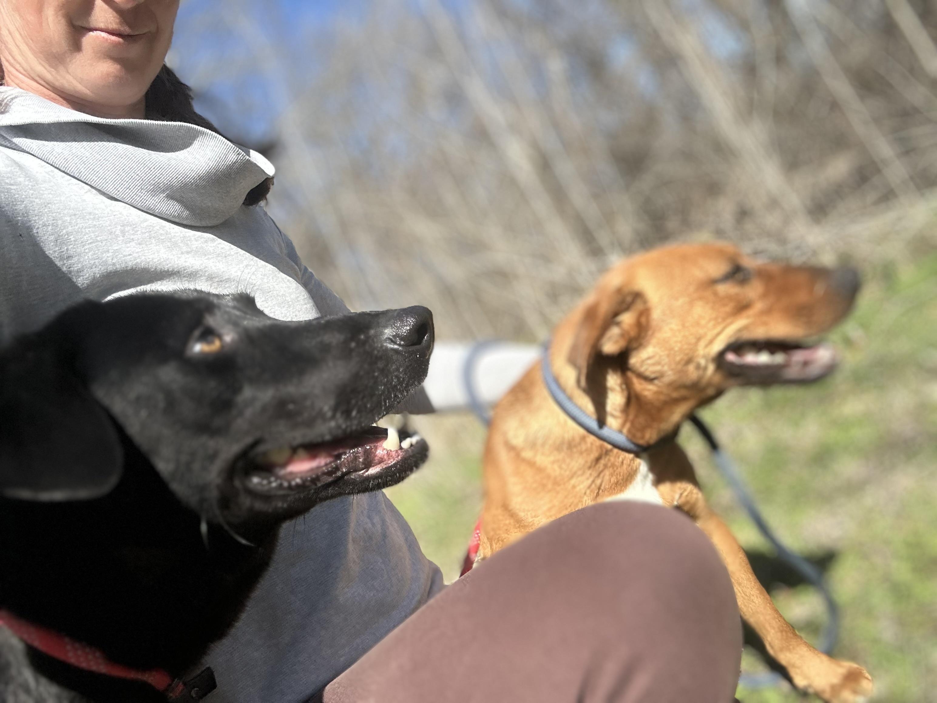 Dog for adoption - Sasha, a Black Labrador Retriever in Gainesville, TX ...