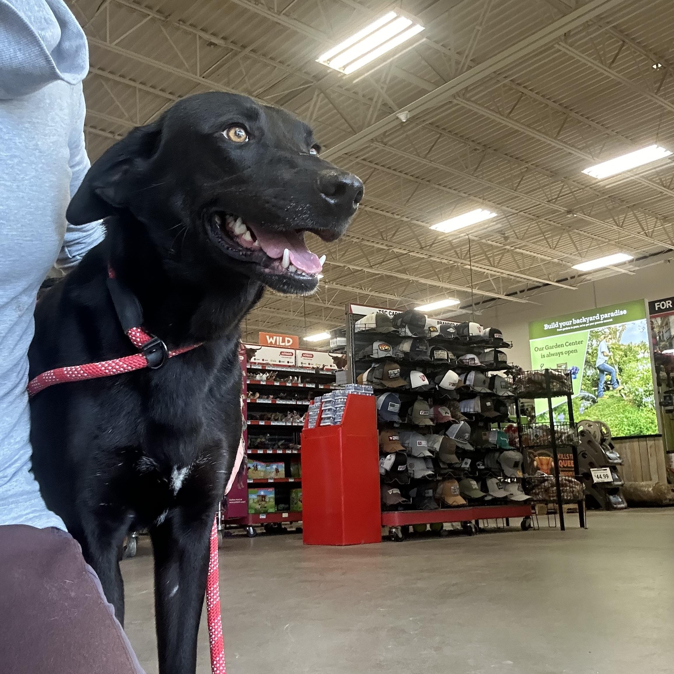 Dog for adoption - Sasha, a Black Labrador Retriever in Gainesville, TX ...