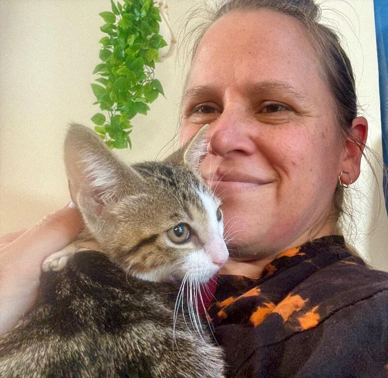 Cat for adoption - Thomas The Sweet, a Domestic Short Hair Mix in ...