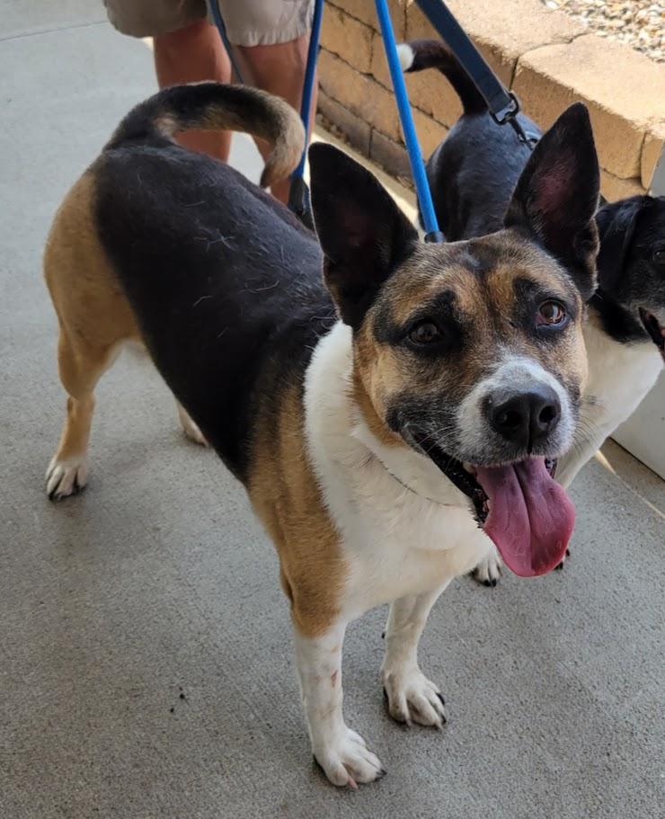 Dog for adoption - Cleo, a Shepherd Mix in Lisbon, OH | Petfinder