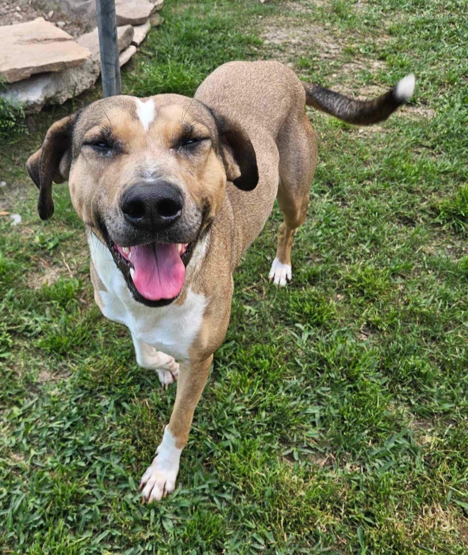 Dog for adoption - Monica, a Shepherd Mix in Appleton, WI | Petfinder