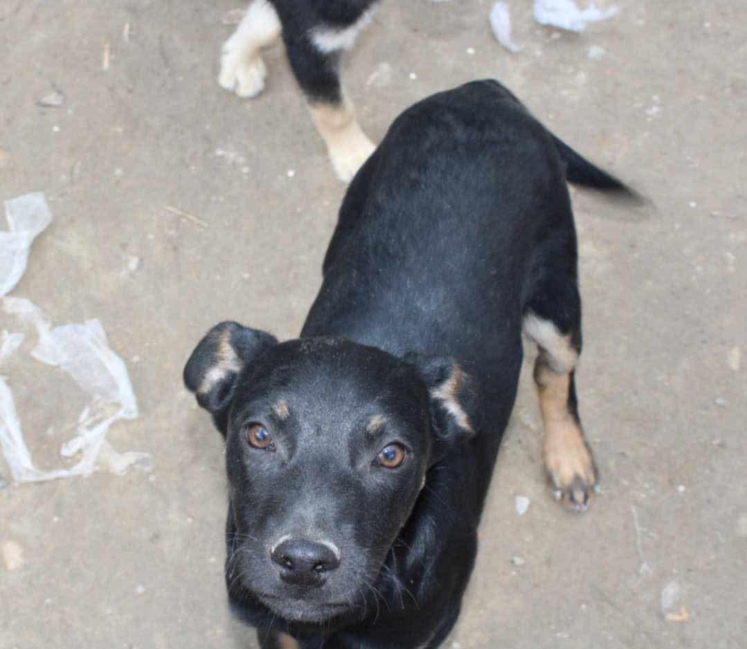 Dog for adoption - Richard, a Mixed Breed in Puyallup, WA | Petfinder