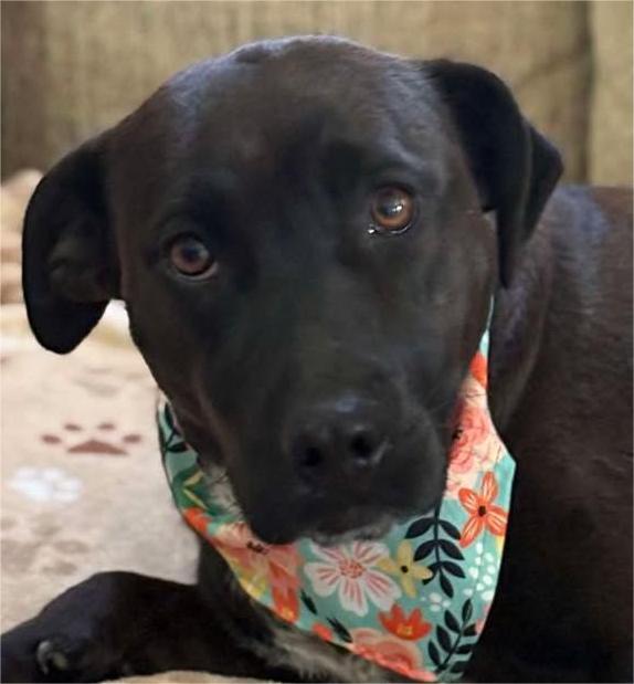 Dog for adoption - Chelsea, a Labrador Retriever & Beagle Mix in ...