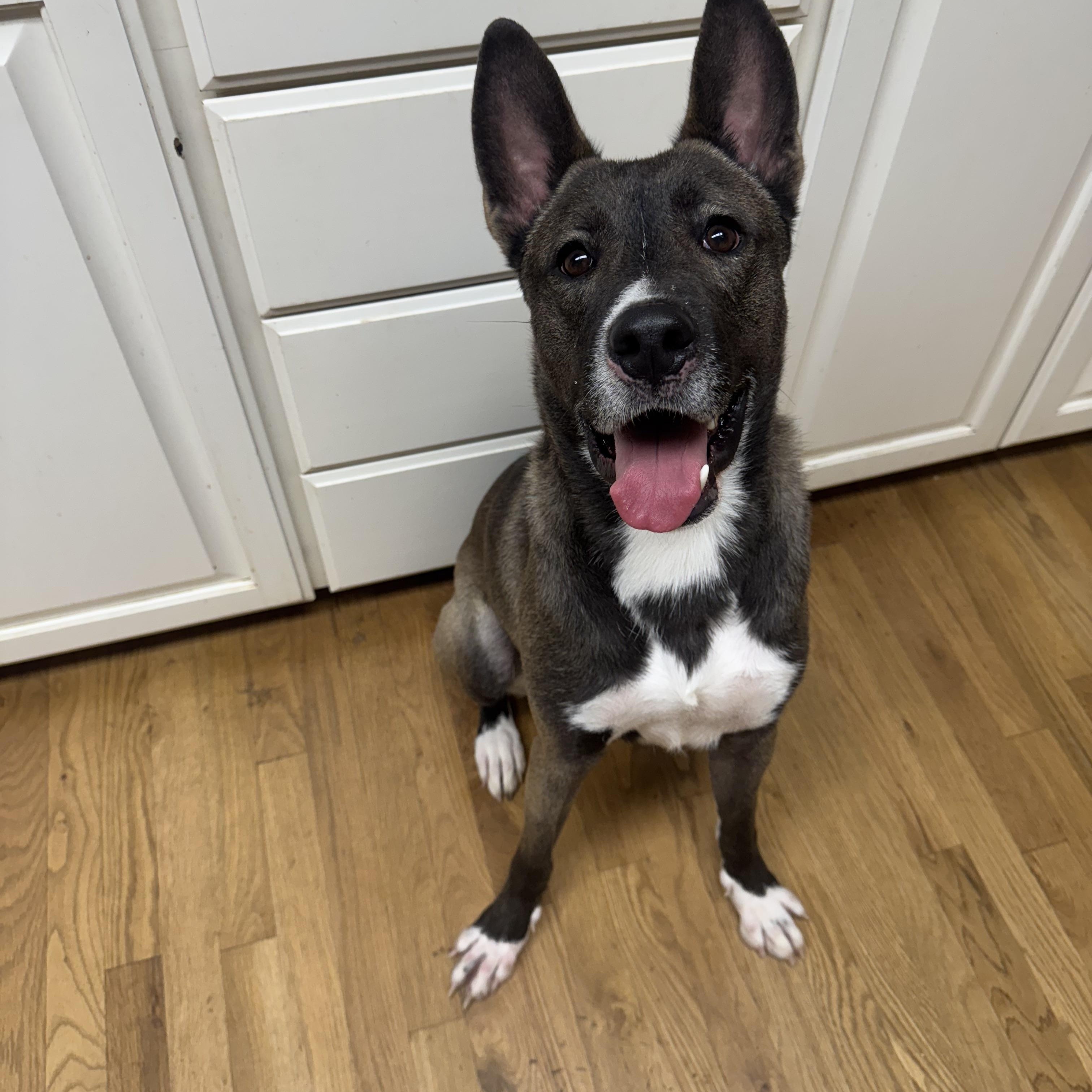 Dog for adoption - Cody, a German Shepherd Dog Mix in Meridian, ID ...