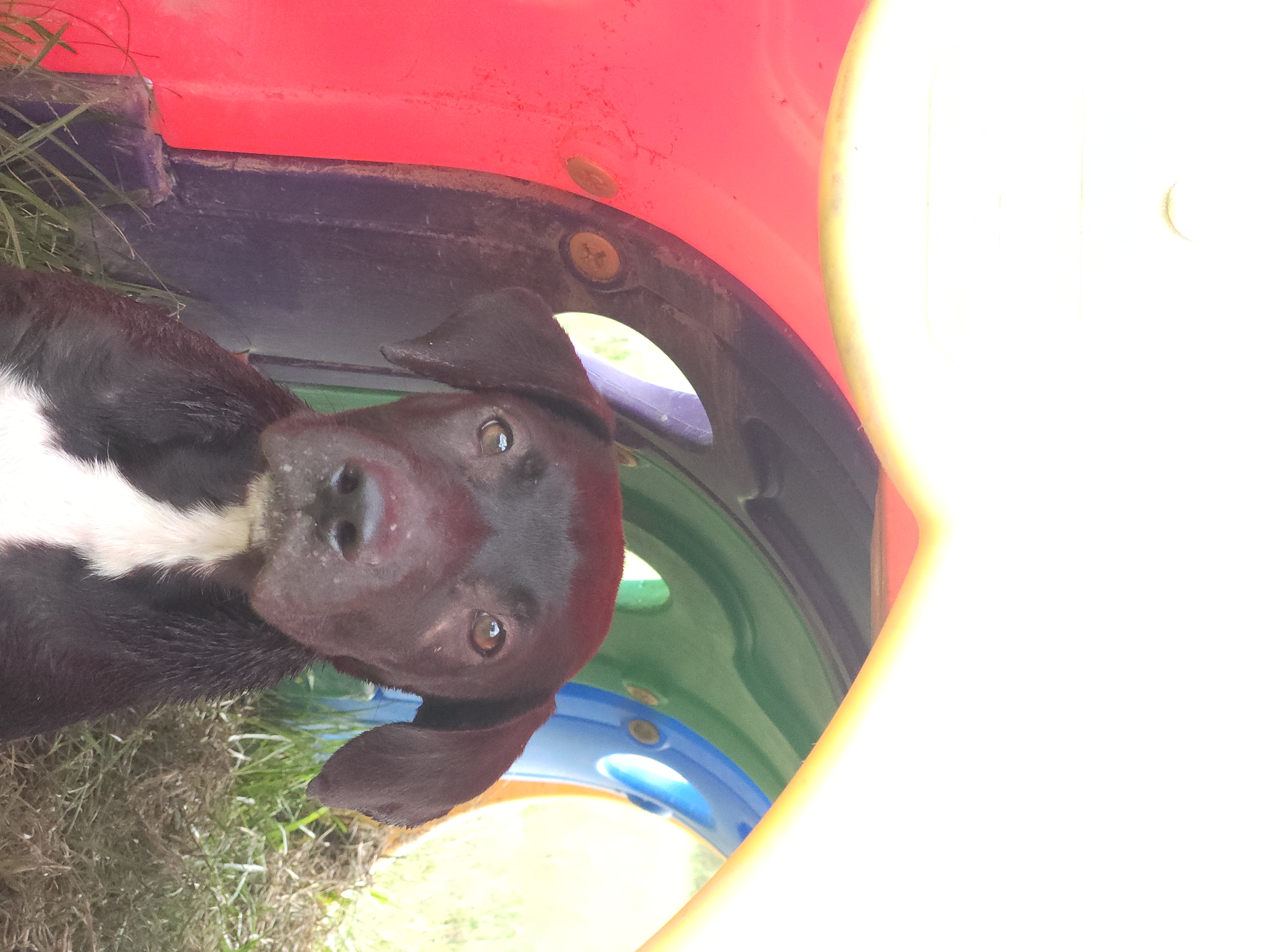 Dog for adoption - Jenni, a Black Labrador Retriever & Pit Bull Terrier ...